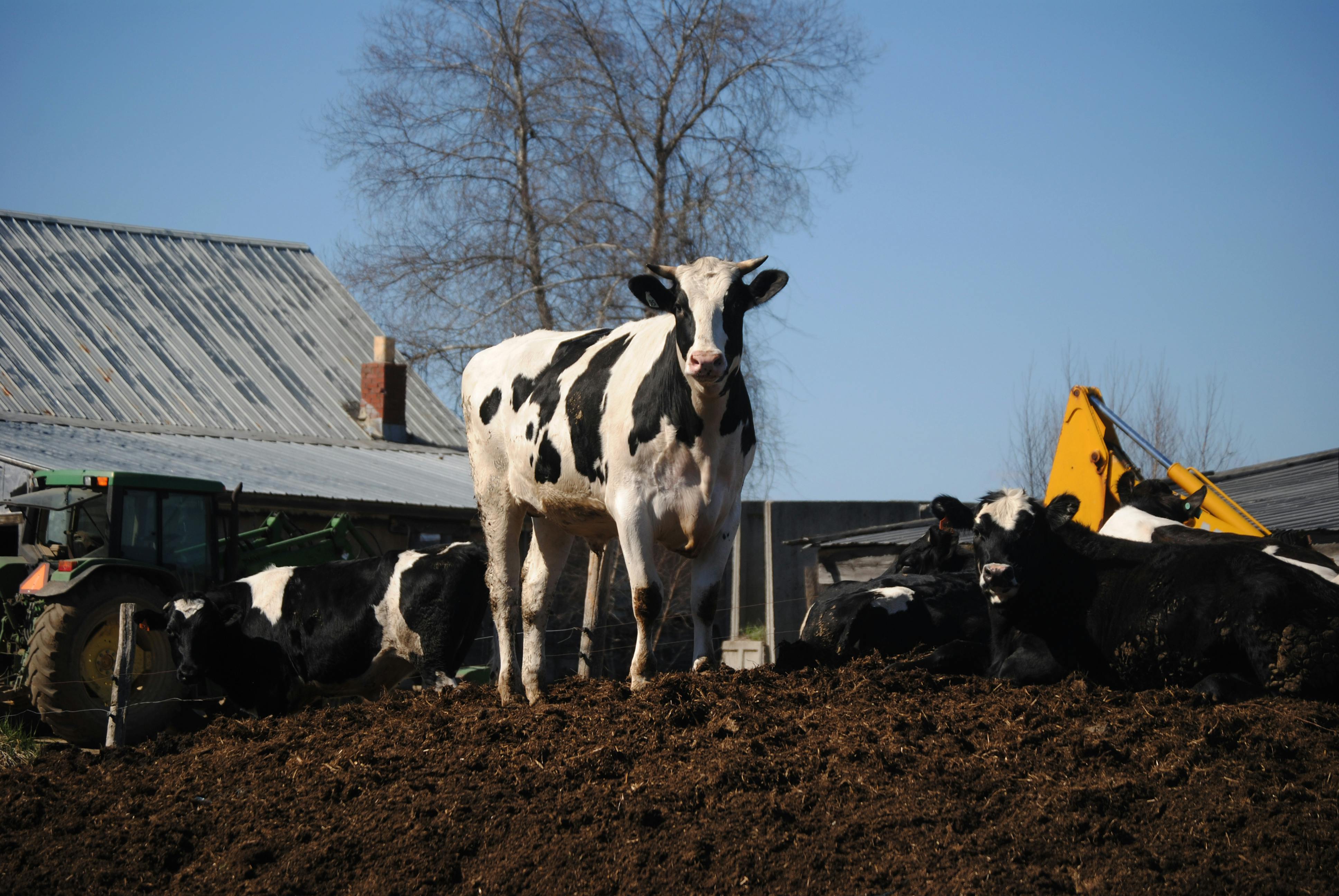 Cattles in the Farm · Free Stock Photo