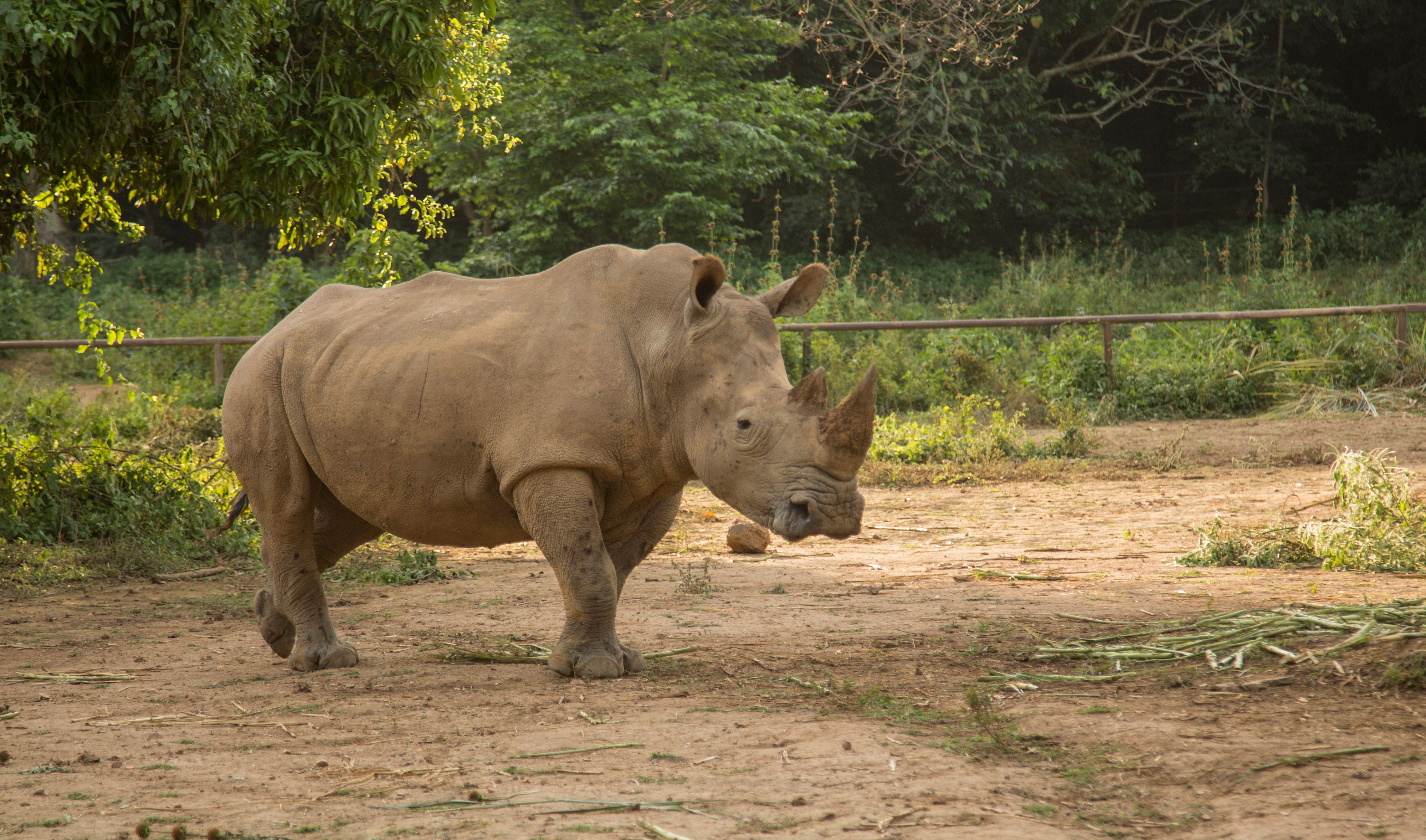 Close-Up Shot of a Rhinoceros · Free Stock Photo