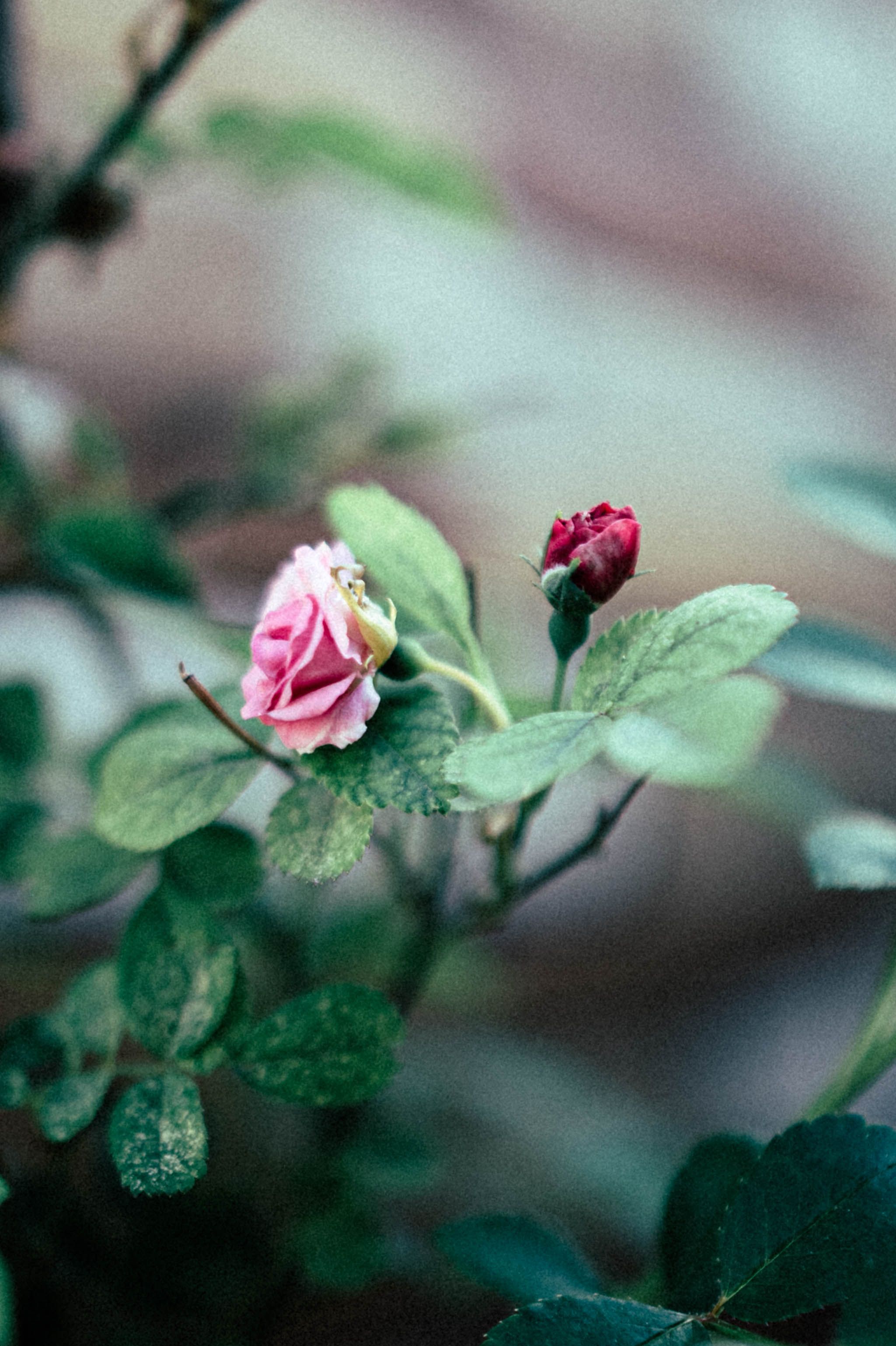 Monochromatic Color Photos, Download Free Monochromatic Color Stock ...