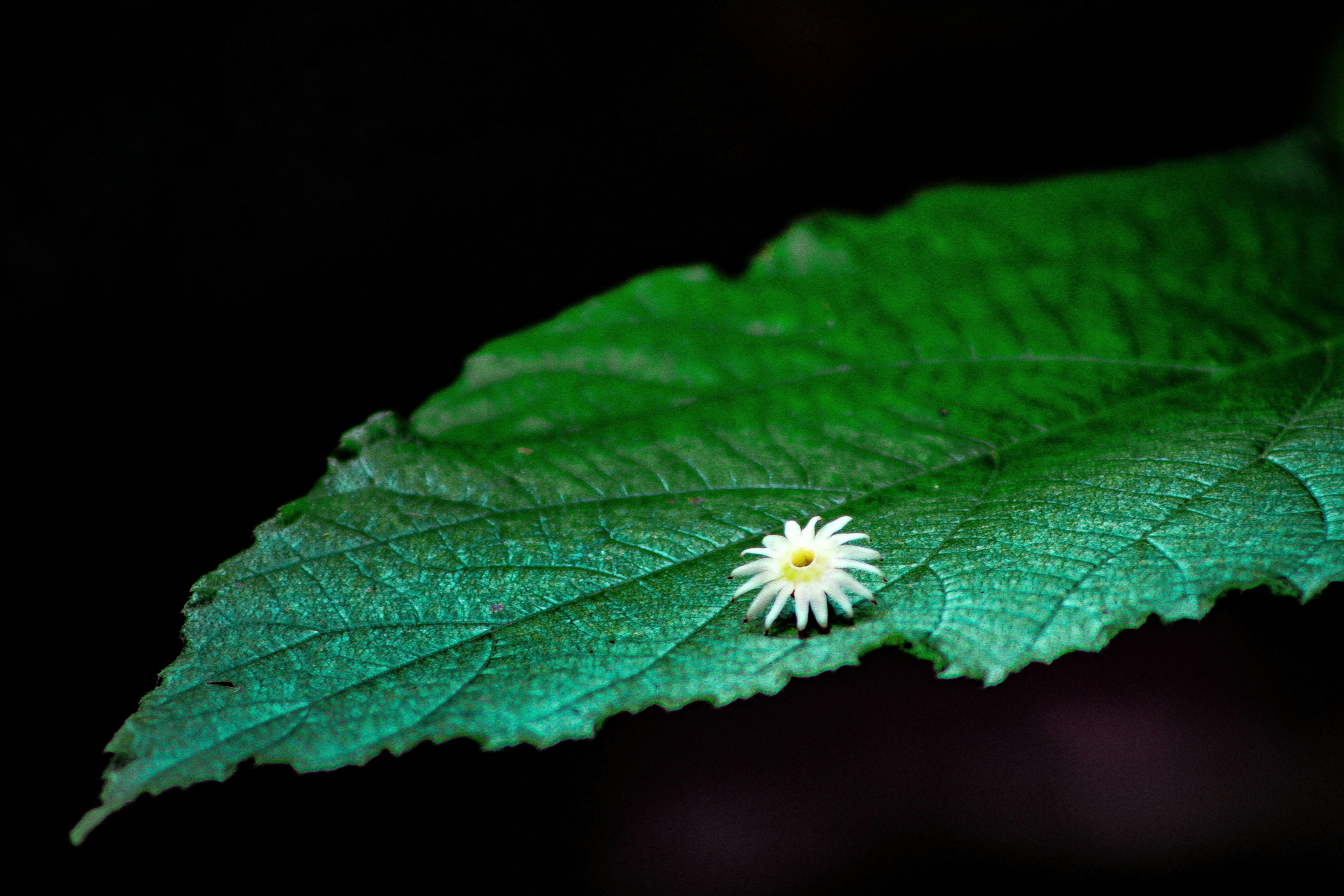 Flower on Leaf · Free Stock Photo