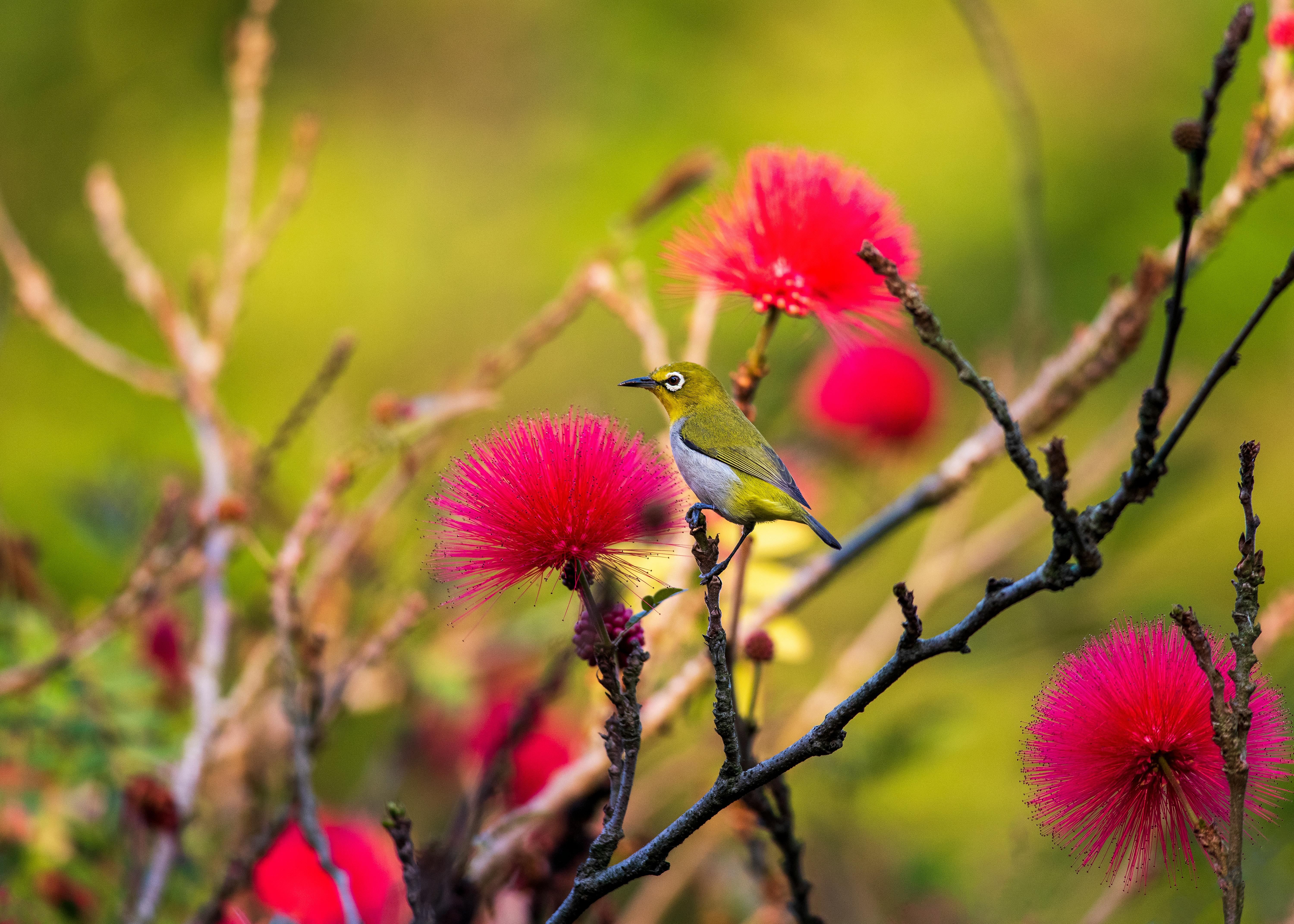 Meilleures photos sur le thème Mejiro · Téléchargement gratuit · Photos ...