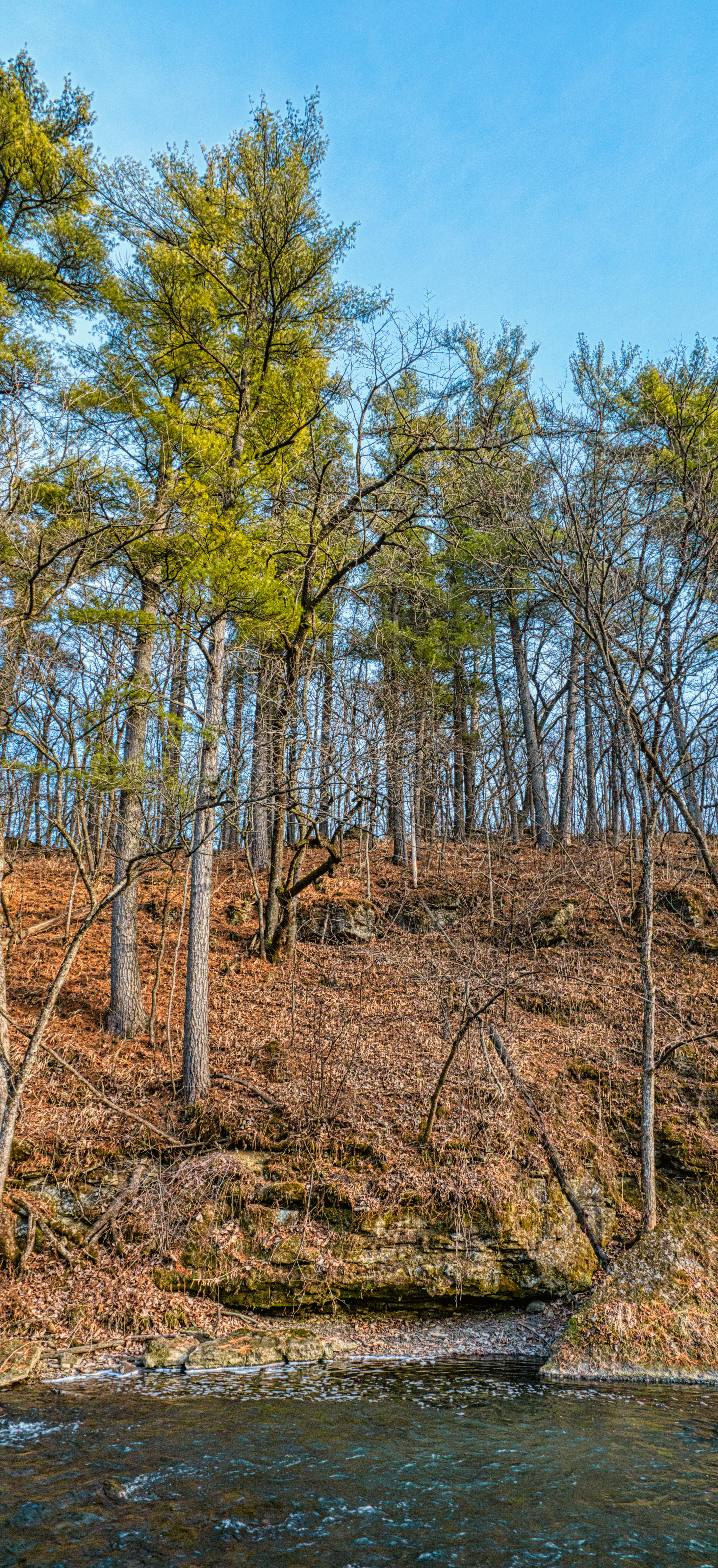 Photo of Tall Trees Near a River · Free Stock Photo