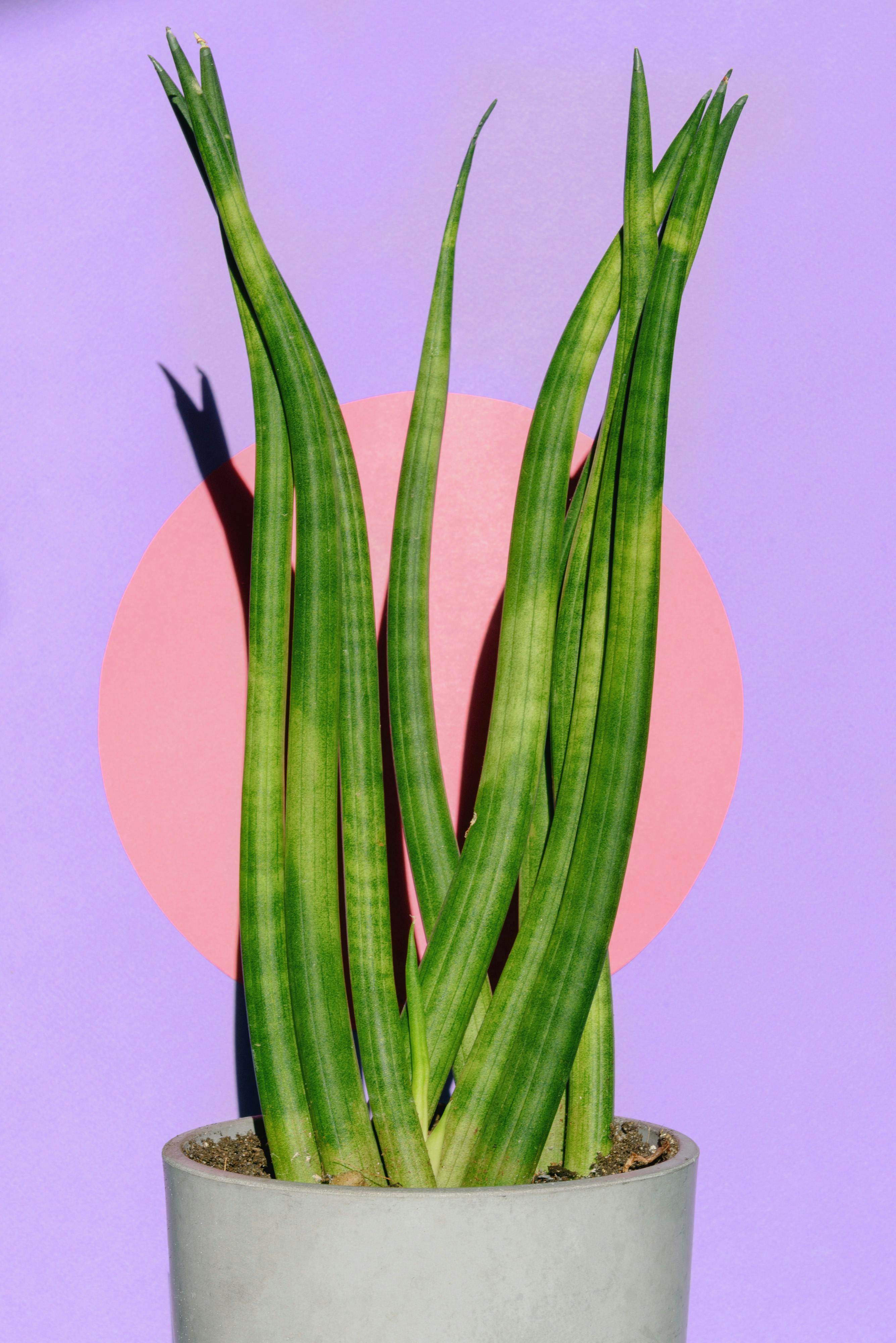 Plant Photography Photos, Download The BEST Free Plant Photography ...