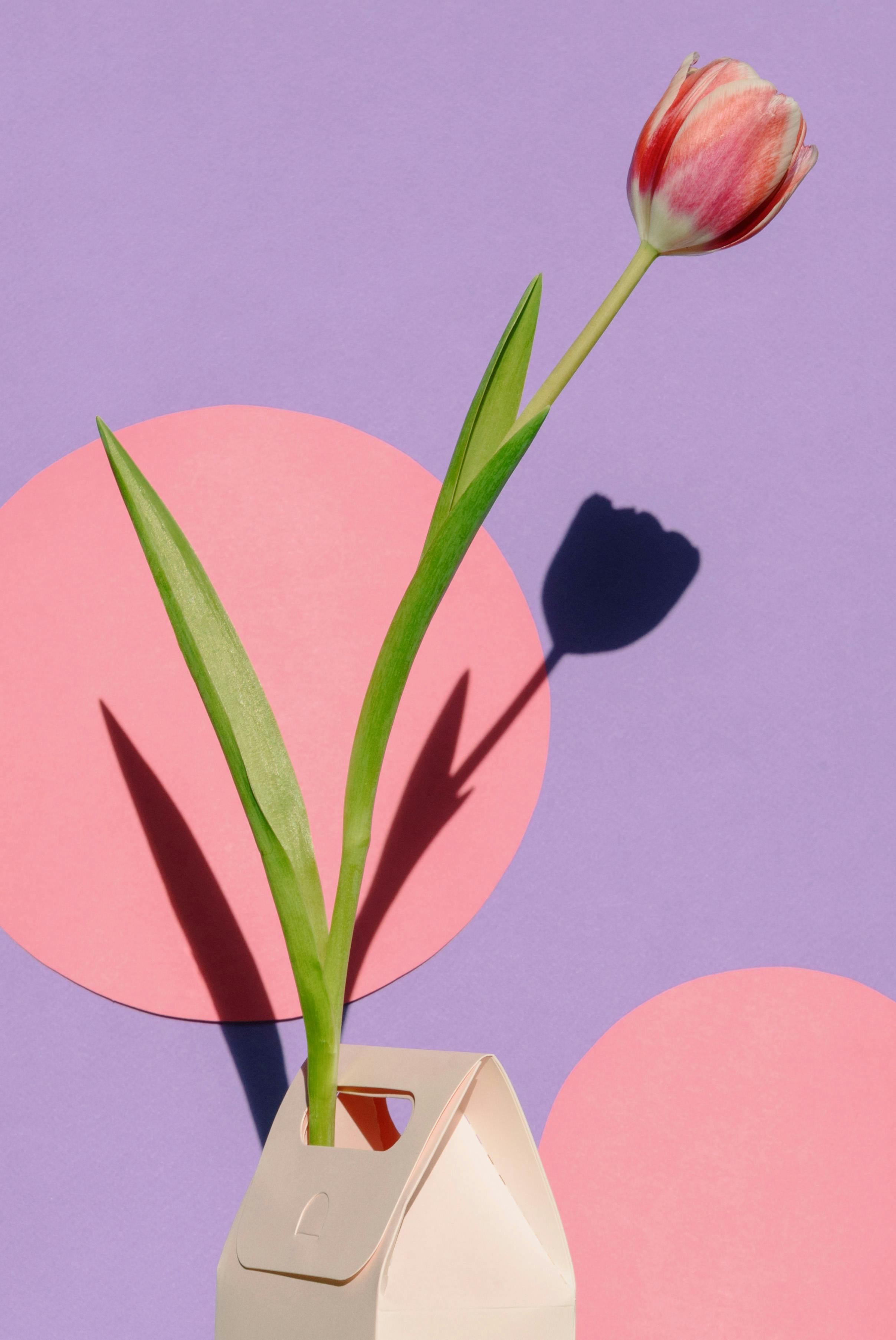 Fleur De Tulipe Rose Dans Un Sac En Papier · Photo gratuite