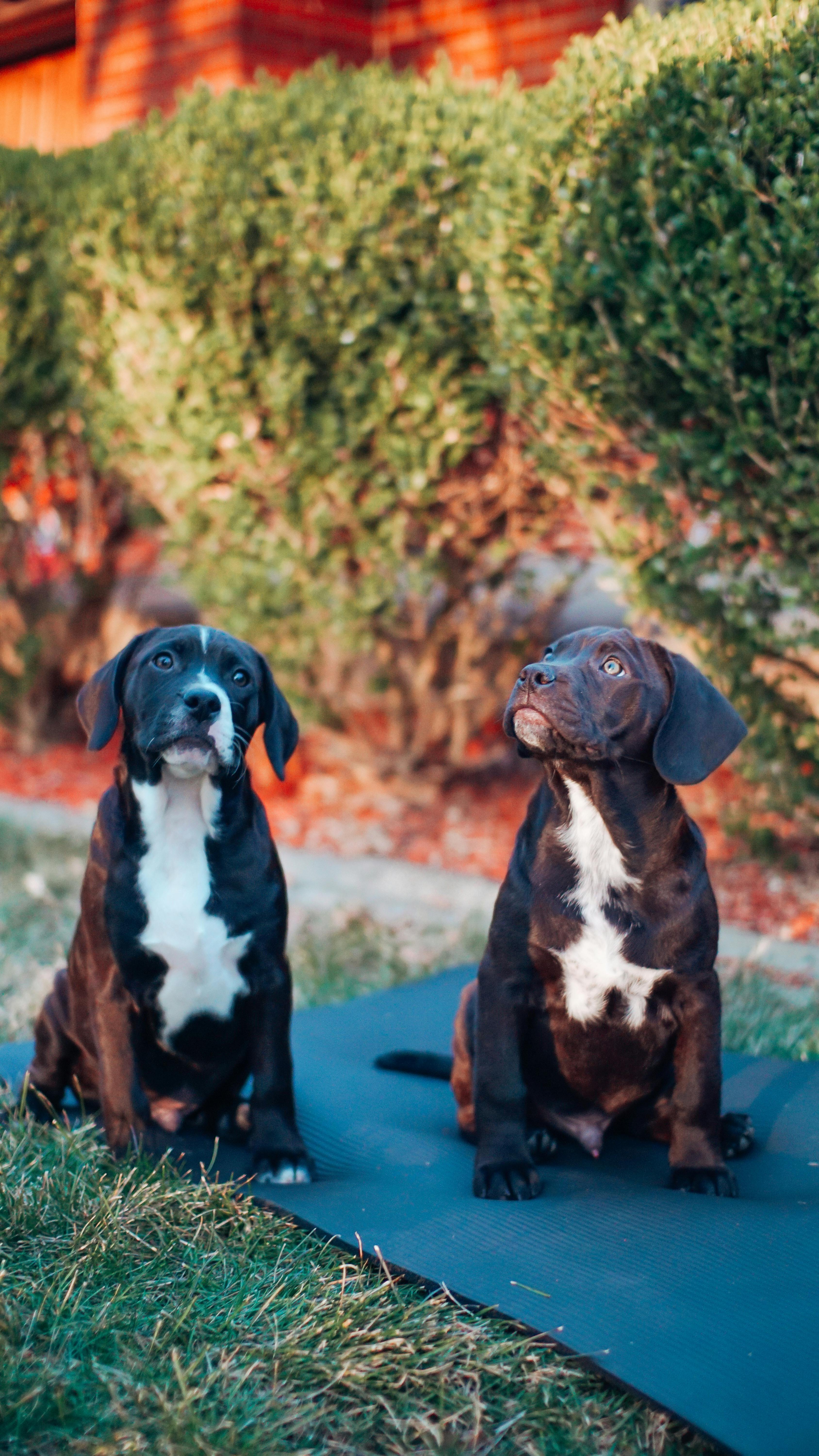 Two Dogs Sitting on a Mat Looking Afar · Free Stock Photo
