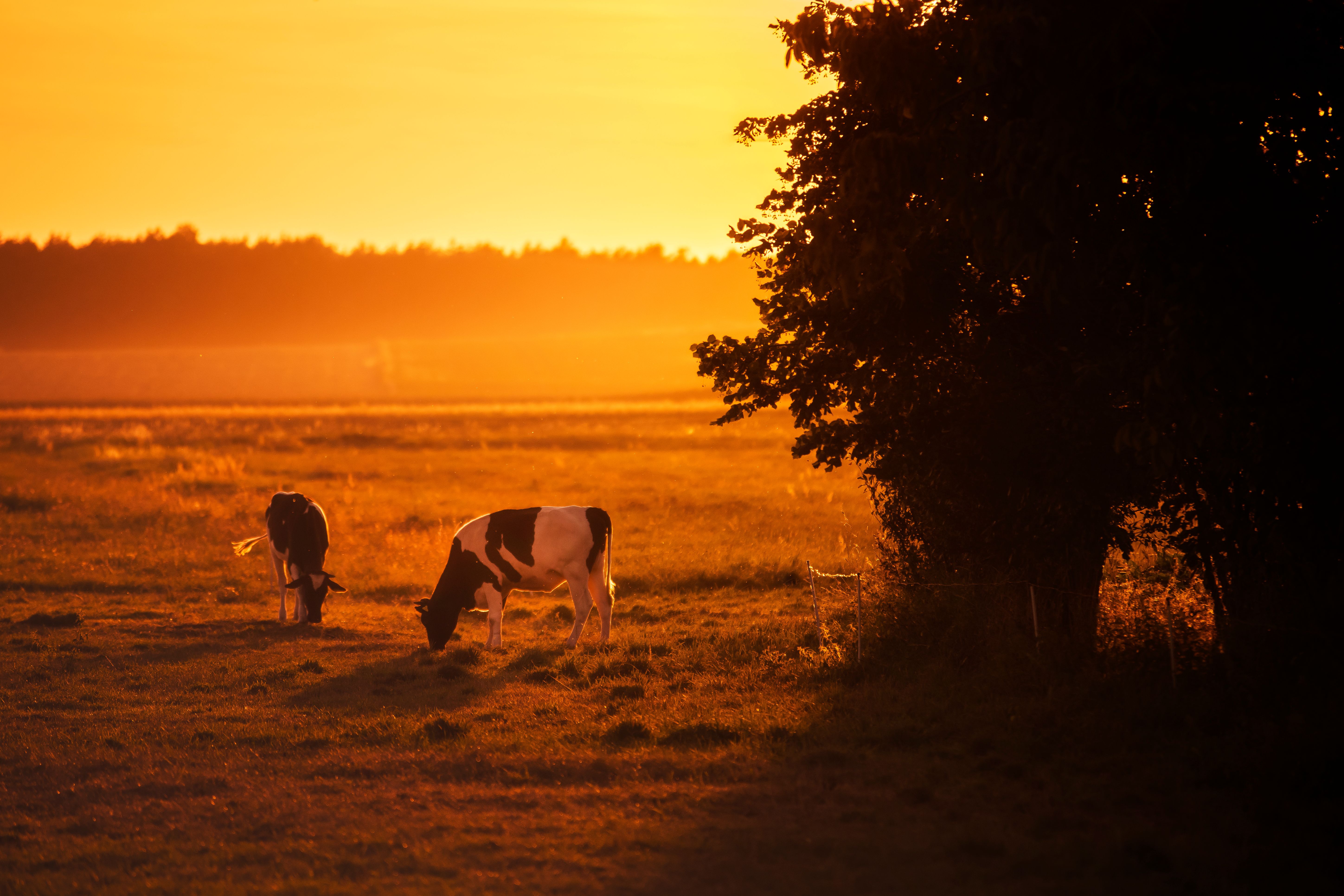 Cows on Field Grazing Beside Tree During Sunset · Free Stock Photo