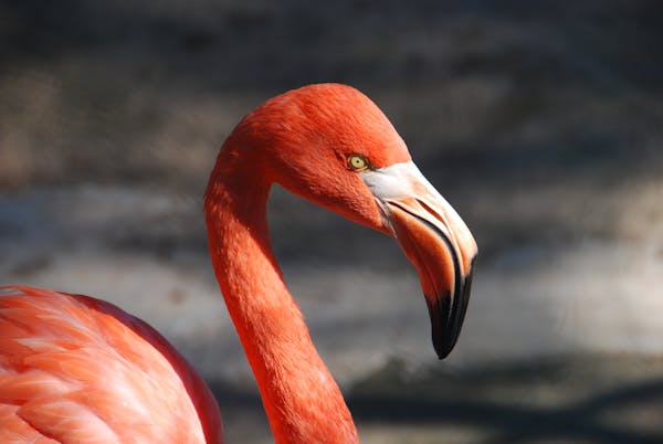 500+ Best Flamingo Photos · 100% Free Download · Pexels Stock Photos