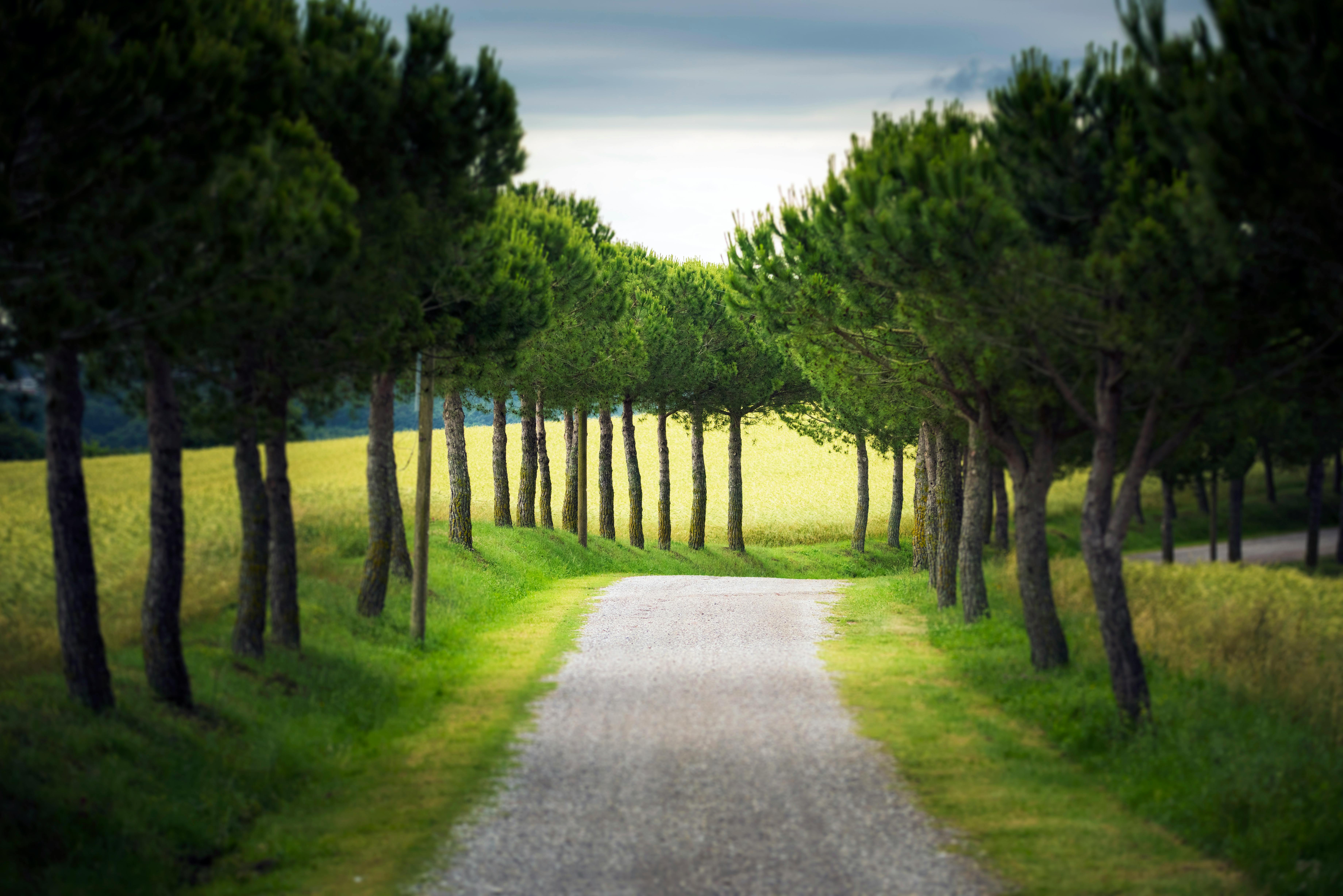 A Concrete Pathway between Trees · Free Stock Photo