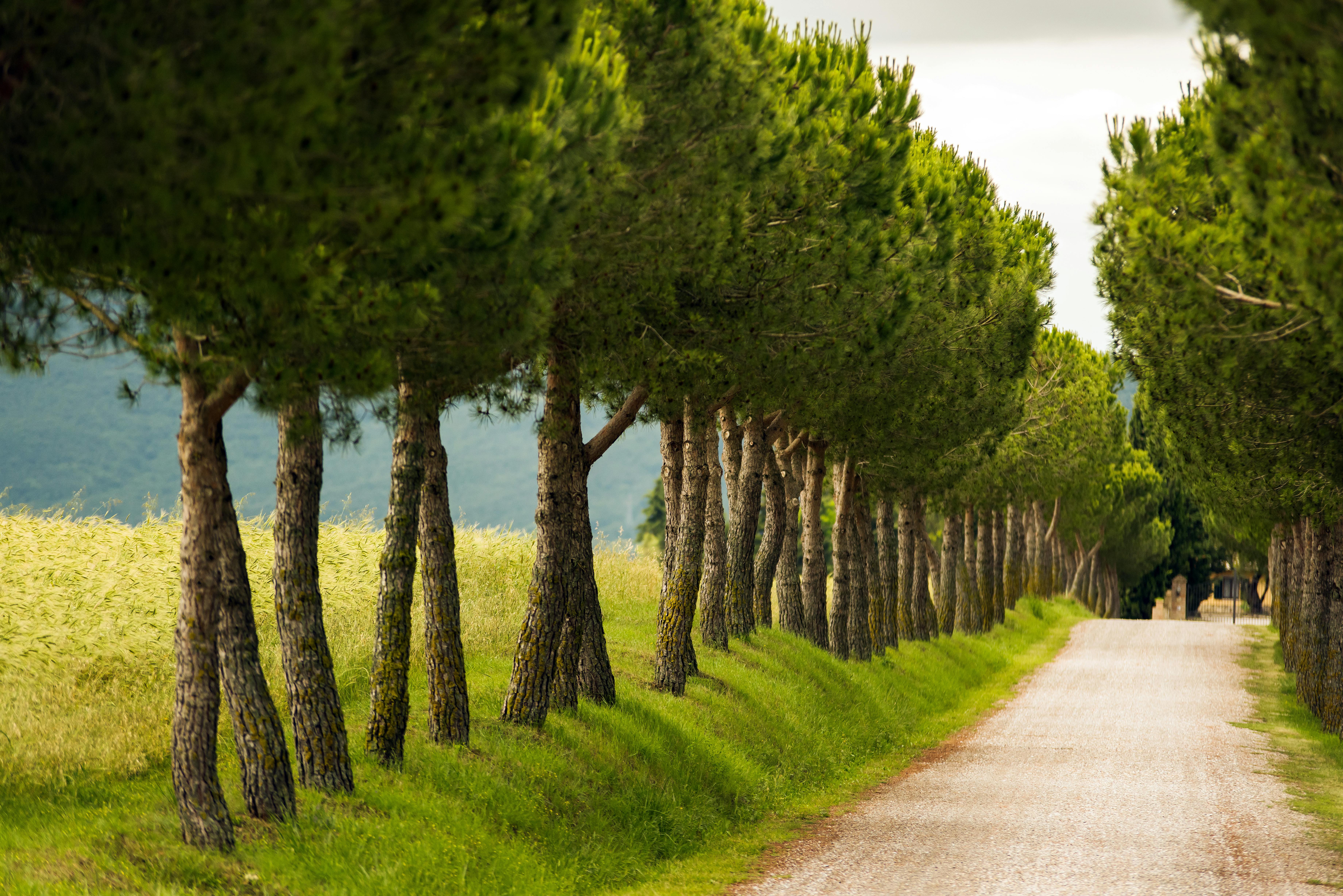 A Concrete Pathway between Trees · Free Stock Photo