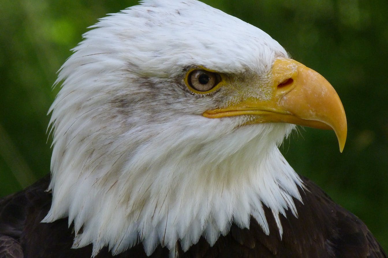 American Bald Eagle Food Chain and Its Ecosystem Explained