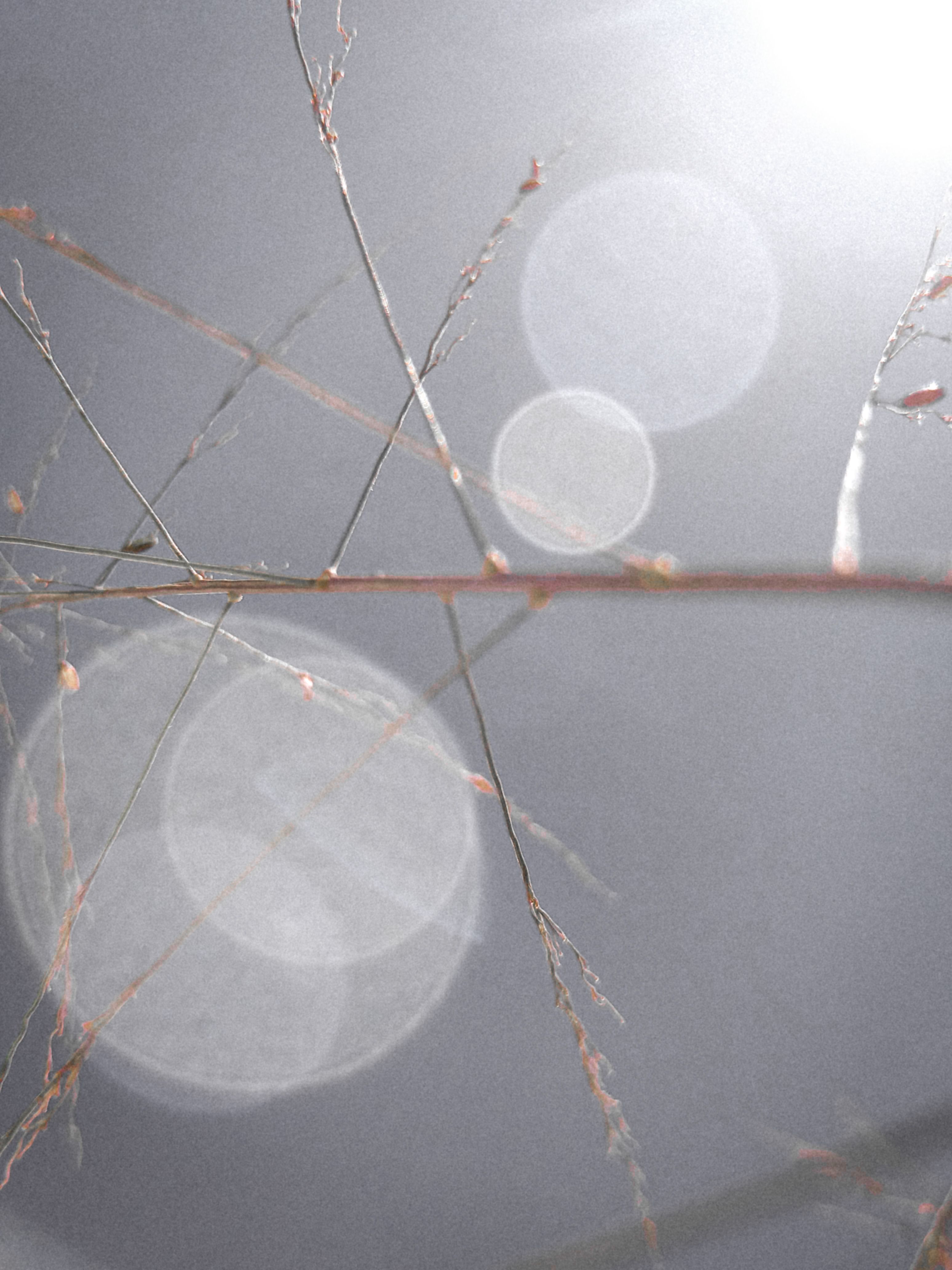 Close Up Shot of Plant Stems · Free Stock Photo