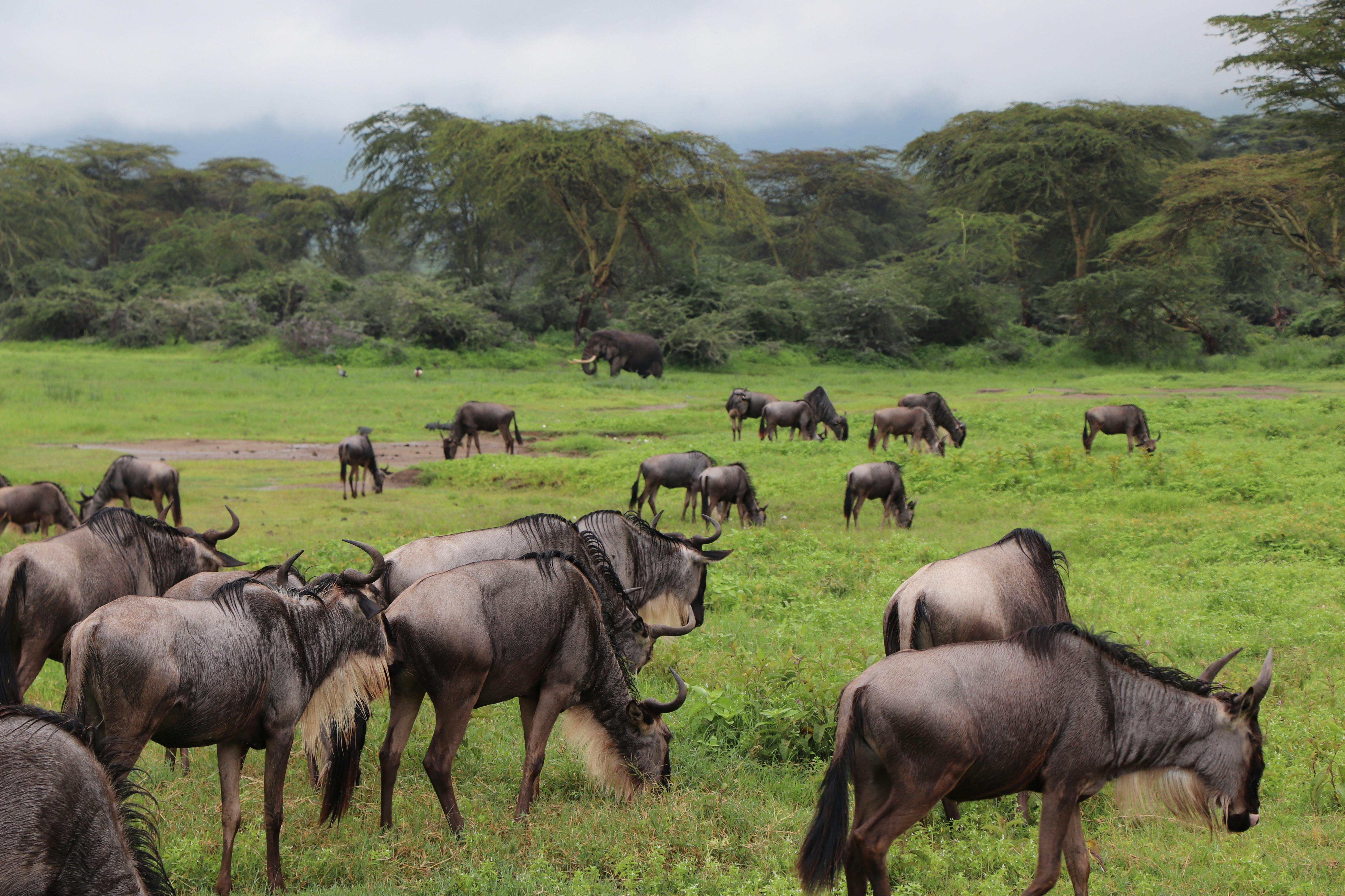 A Herd of Wildebeests on a Grassy Field · Free Stock Photo