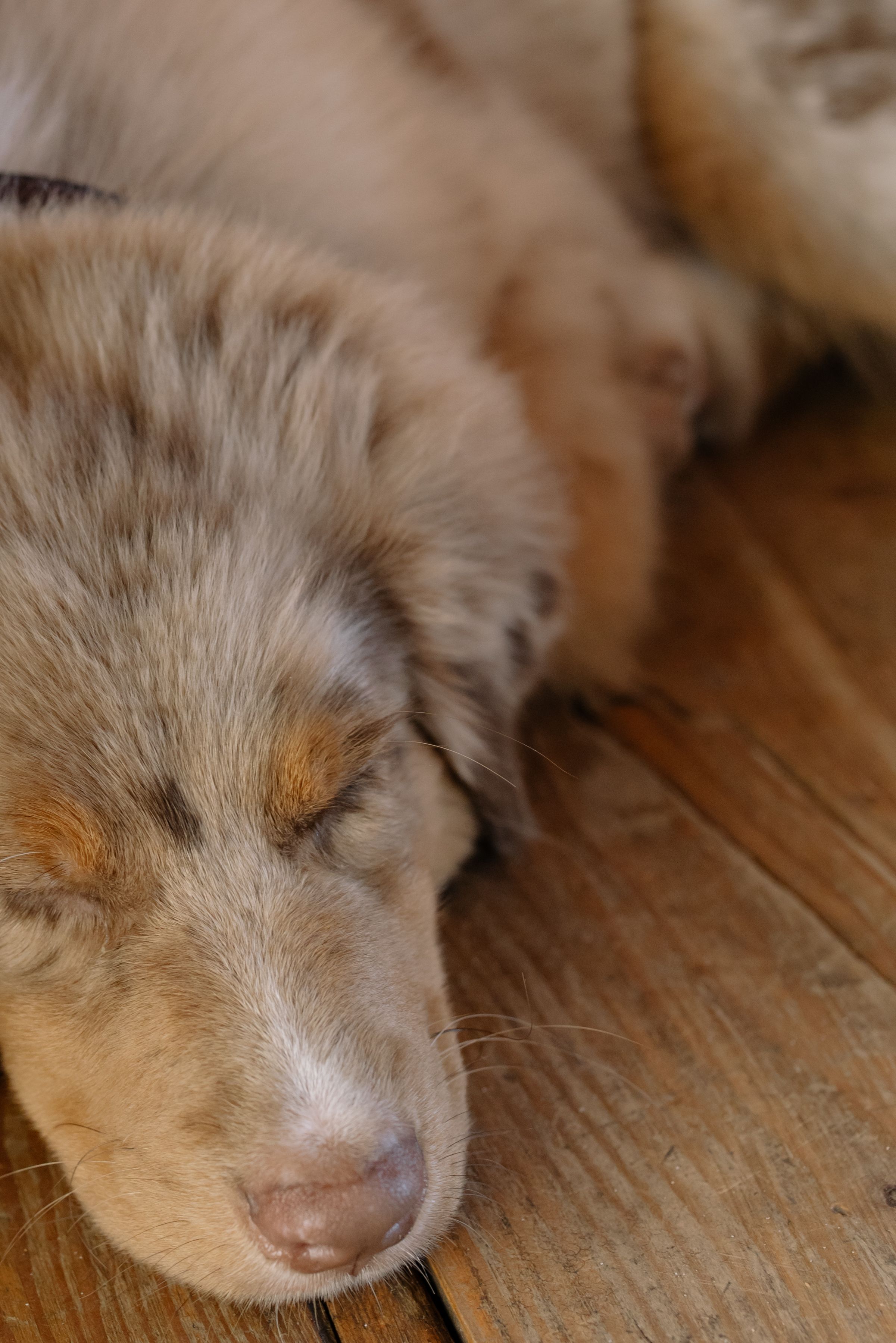 Close-Up Shot of an Australian Shepherd Sleeping · Free Stock Photo