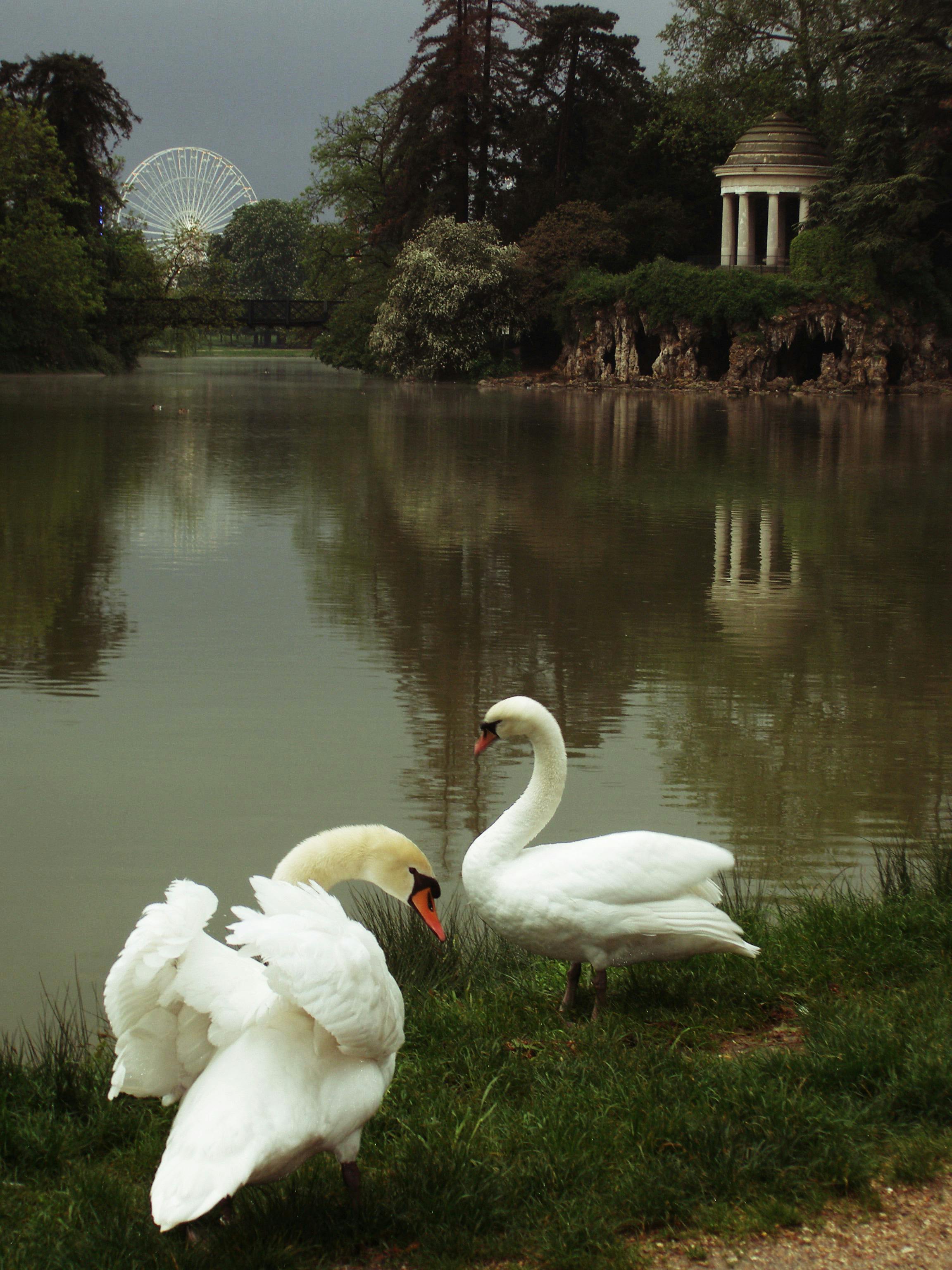 Swans near the Lake · Free Stock Photo