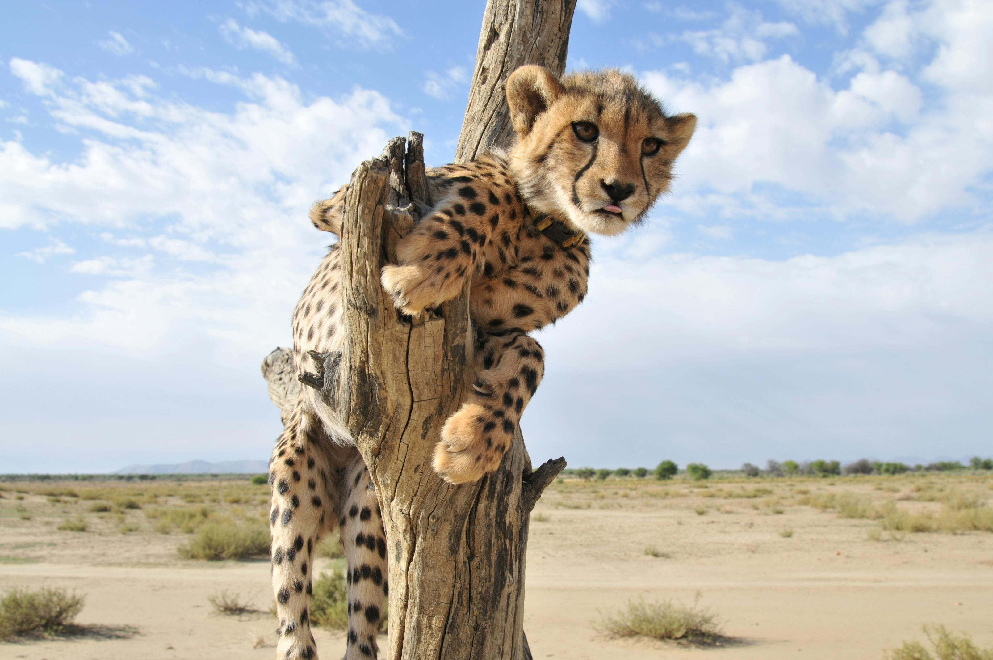 Baby Cheetahs On A Tree
