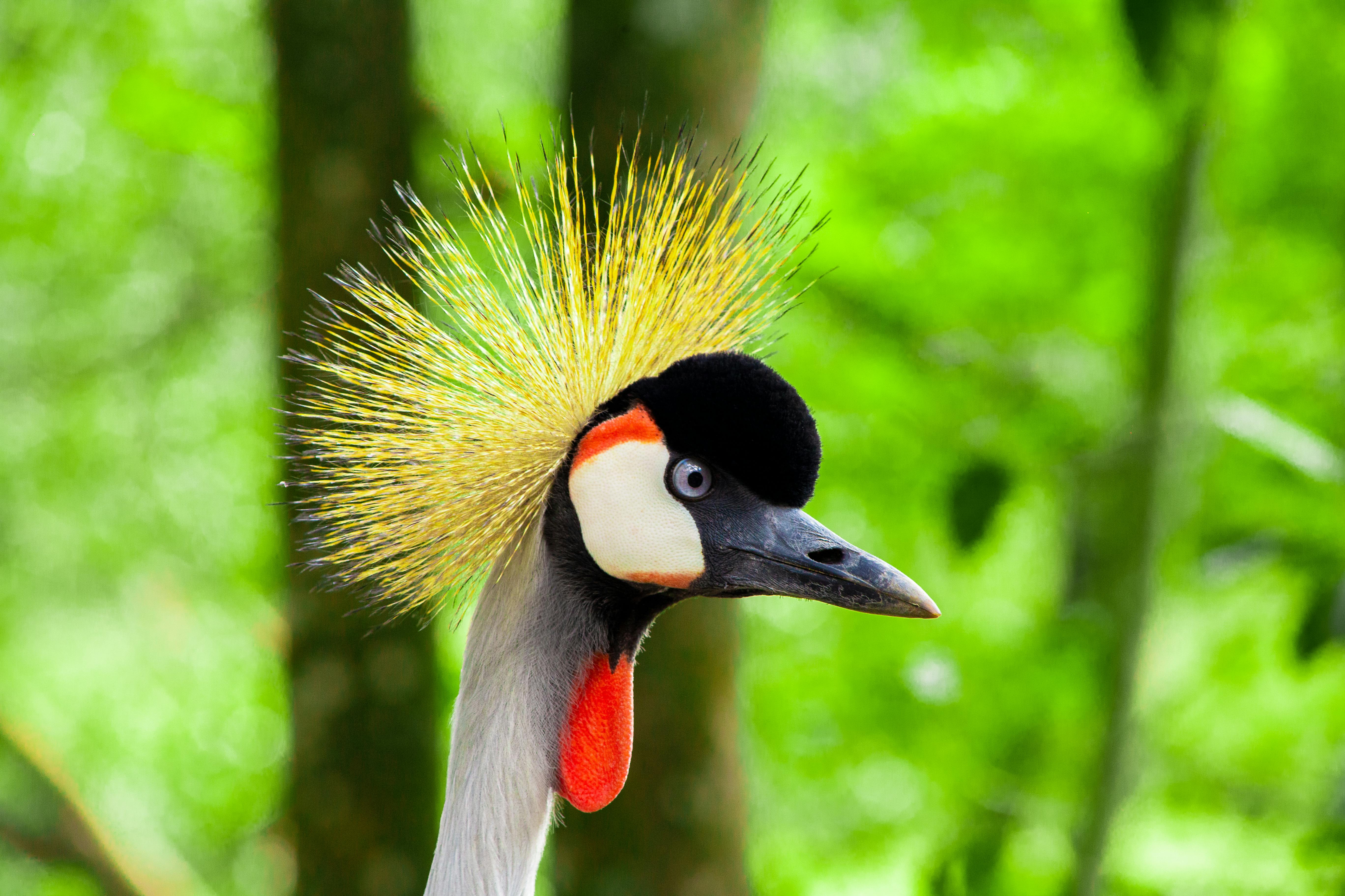 Bird Taxonomy Photos, Download The BEST Free Bird Taxonomy Stock Photos ...