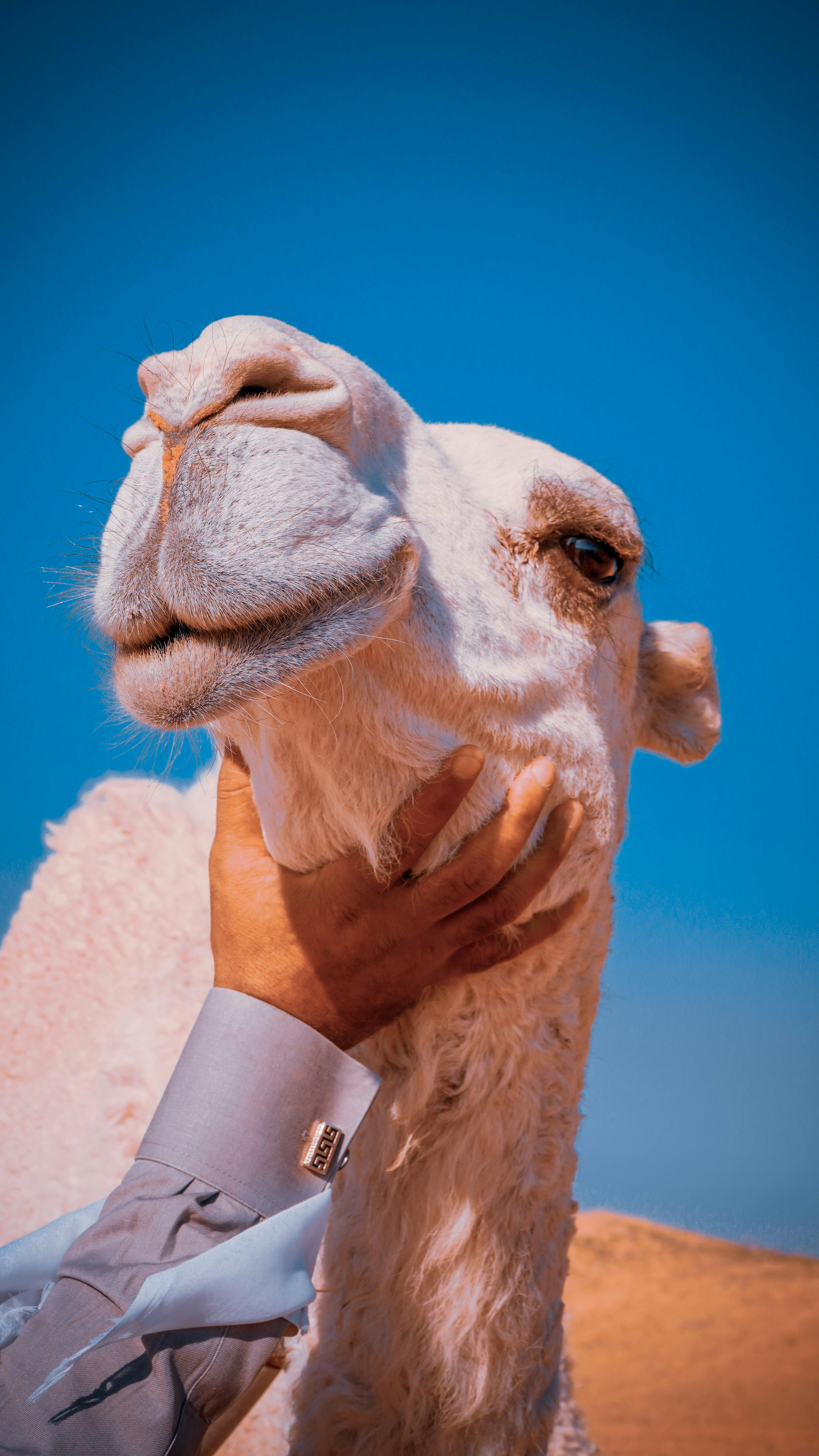 Close-Up Shot of a Person Holding a Camel · Free Stock Photo