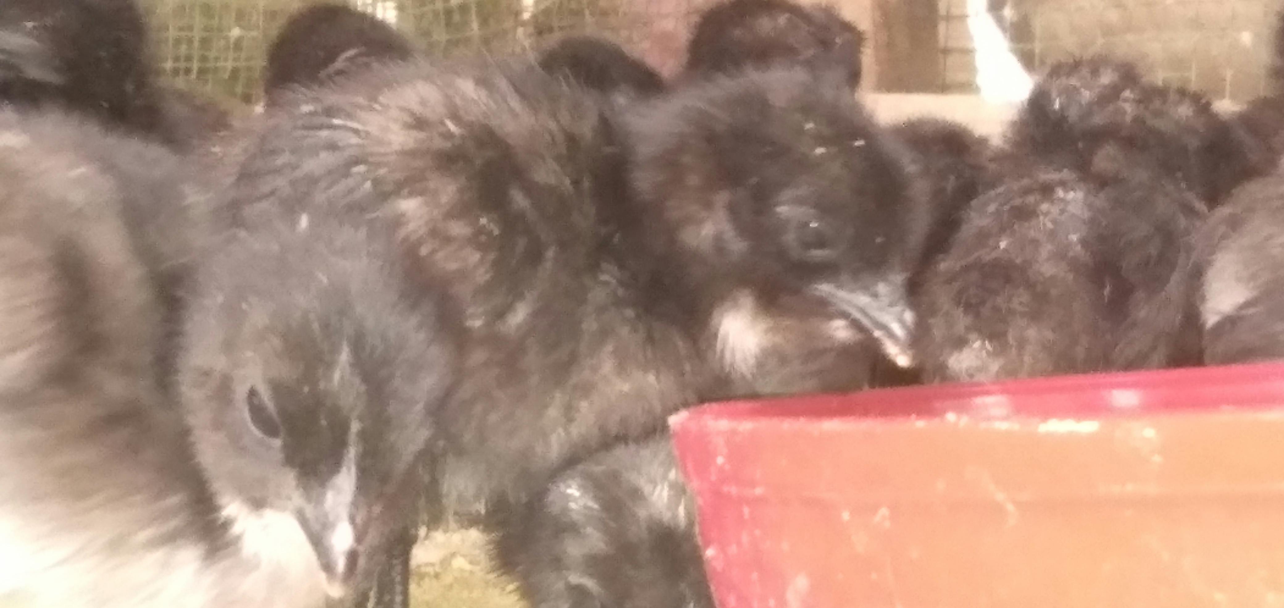 Md Amir Khan – Fotografie