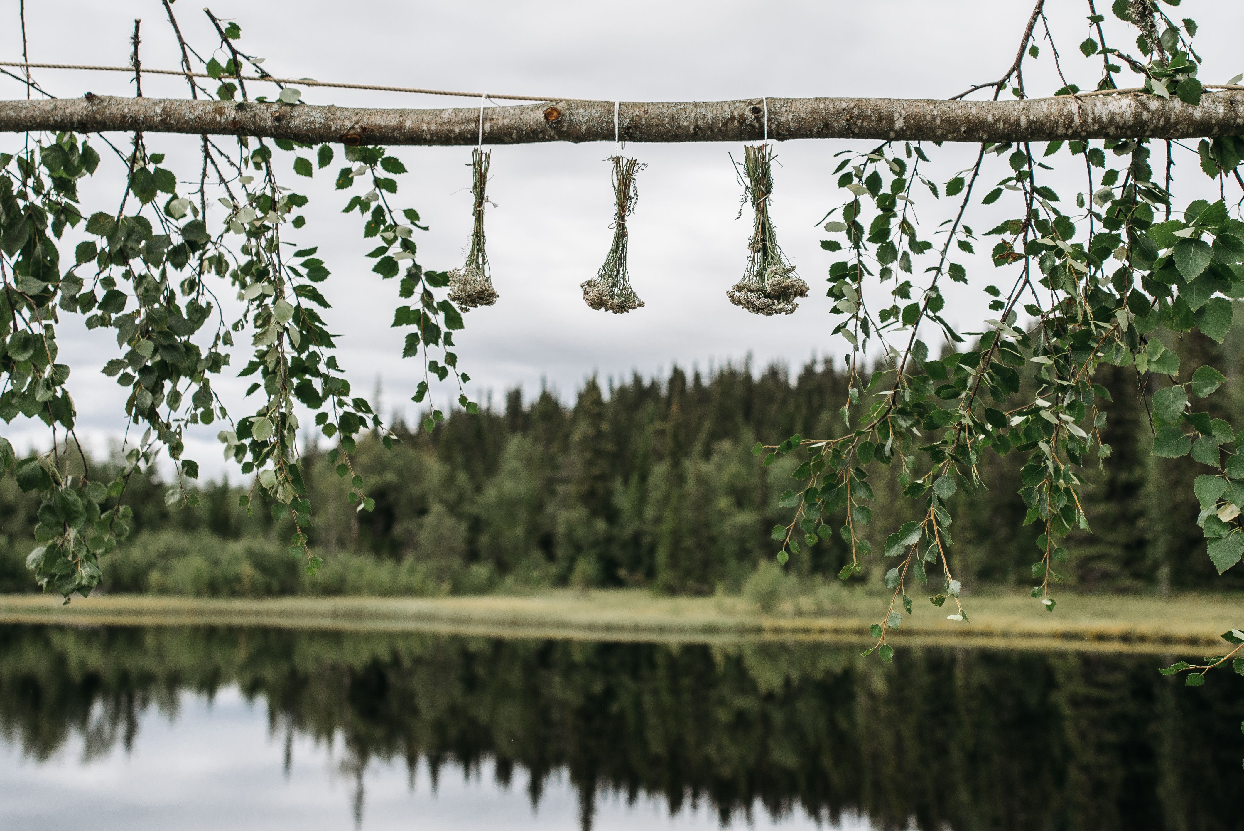 Hanging Stems of Flower on a Branch of a Tree Near a Body of Water ...