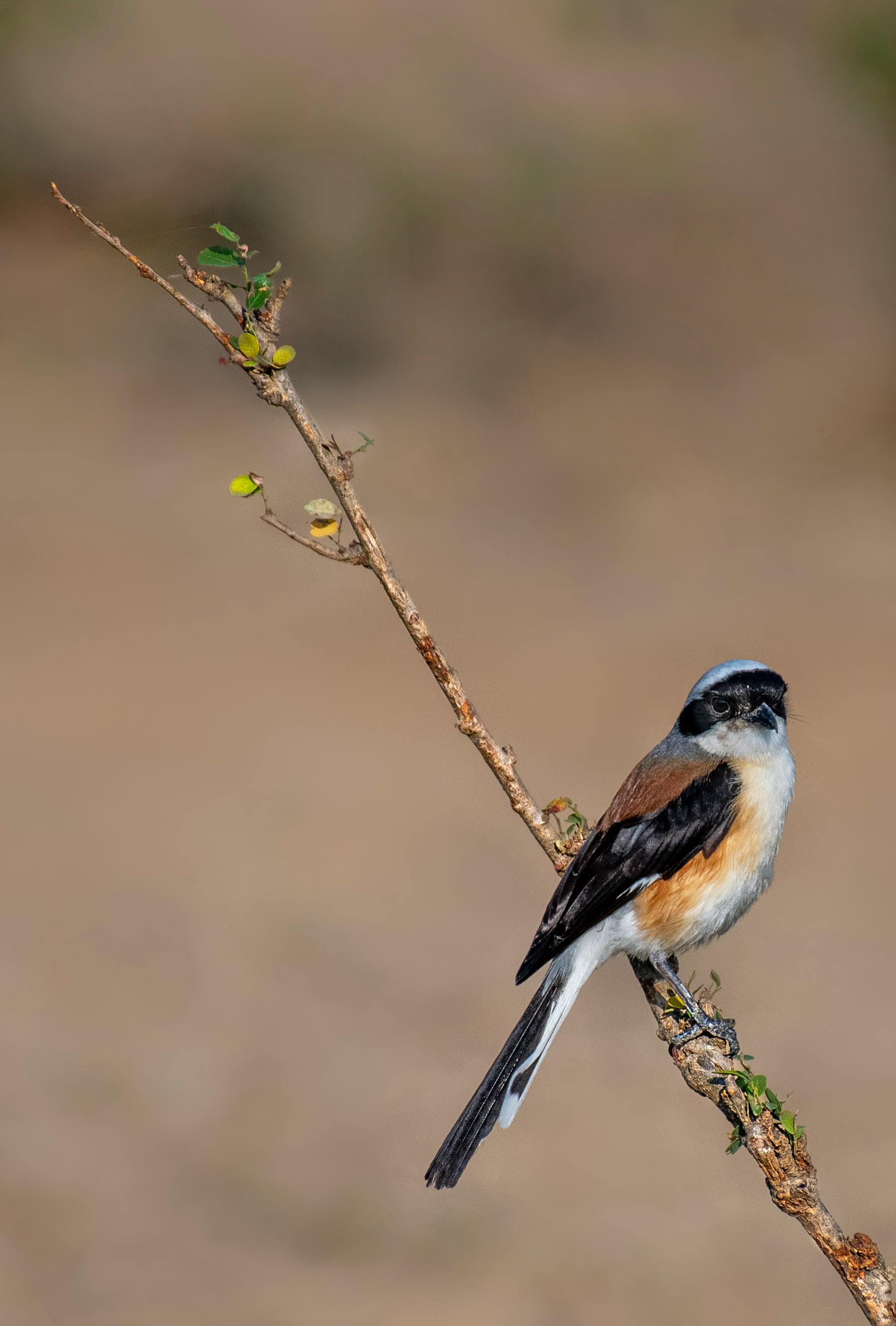 Shrike Photos, Download The BEST Free Shrike Stock Photos & HD Images