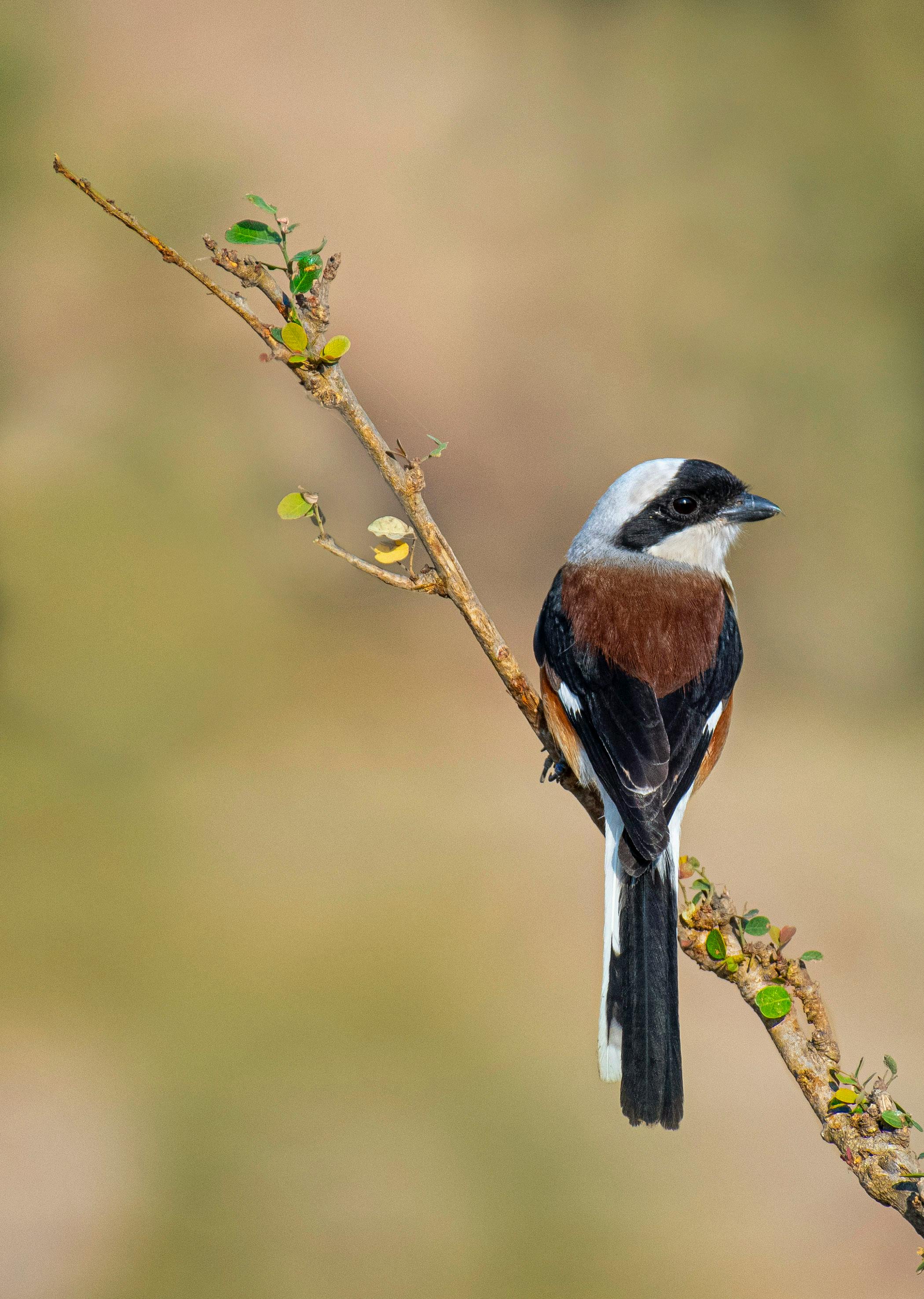 Woodchat Shrike Photos, Download The BEST Free Woodchat Shrike Stock ...