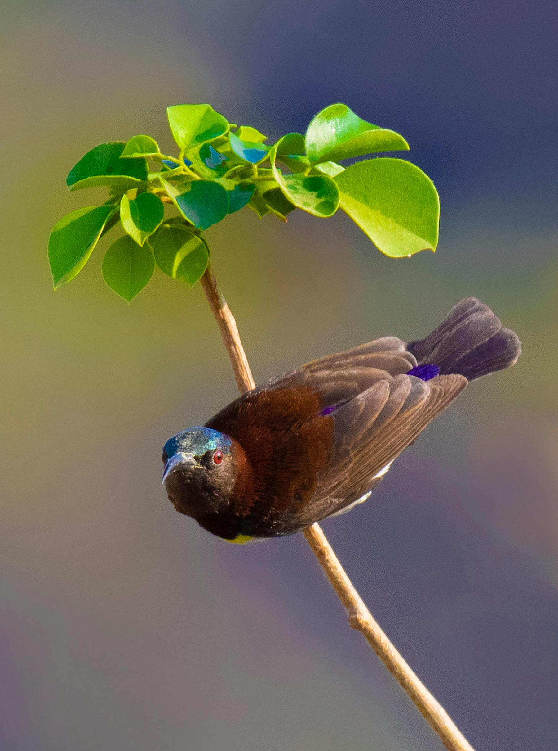 Close-up of a Purple-rumped Sunbird on a Plant · Free Stock Photo