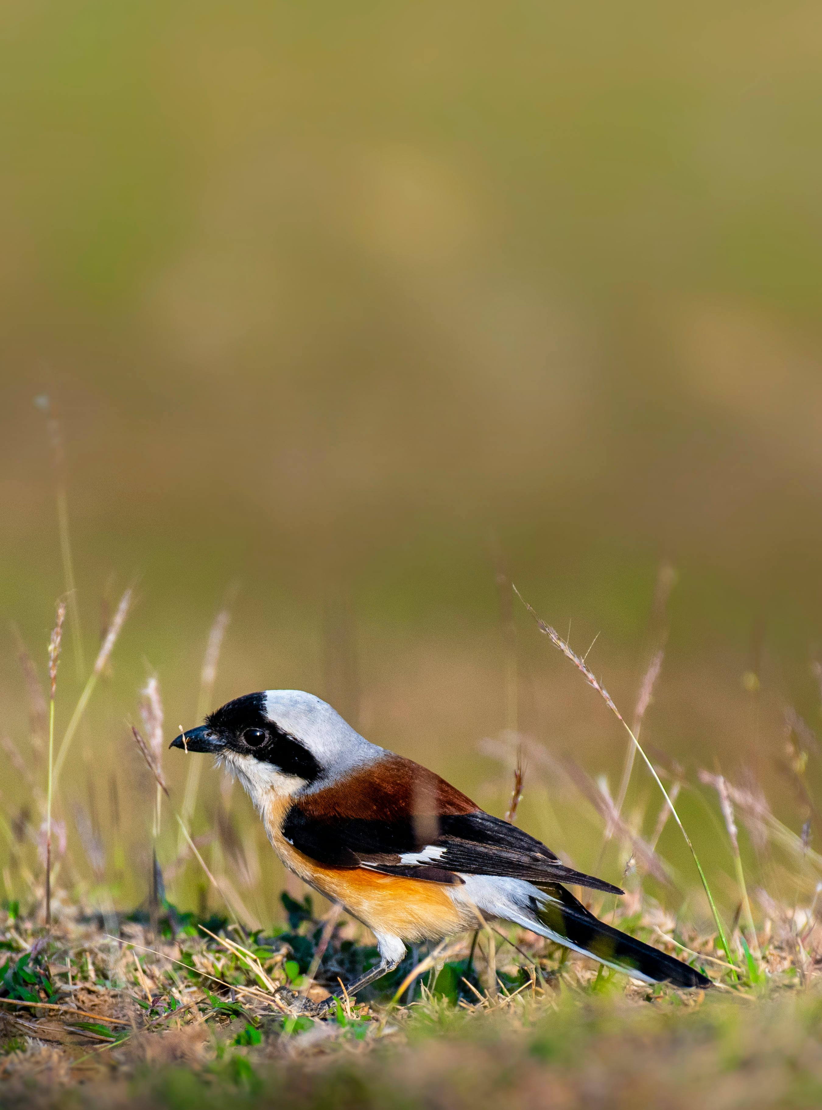 Shrike Photos, Download The BEST Free Shrike Stock Photos & HD Images