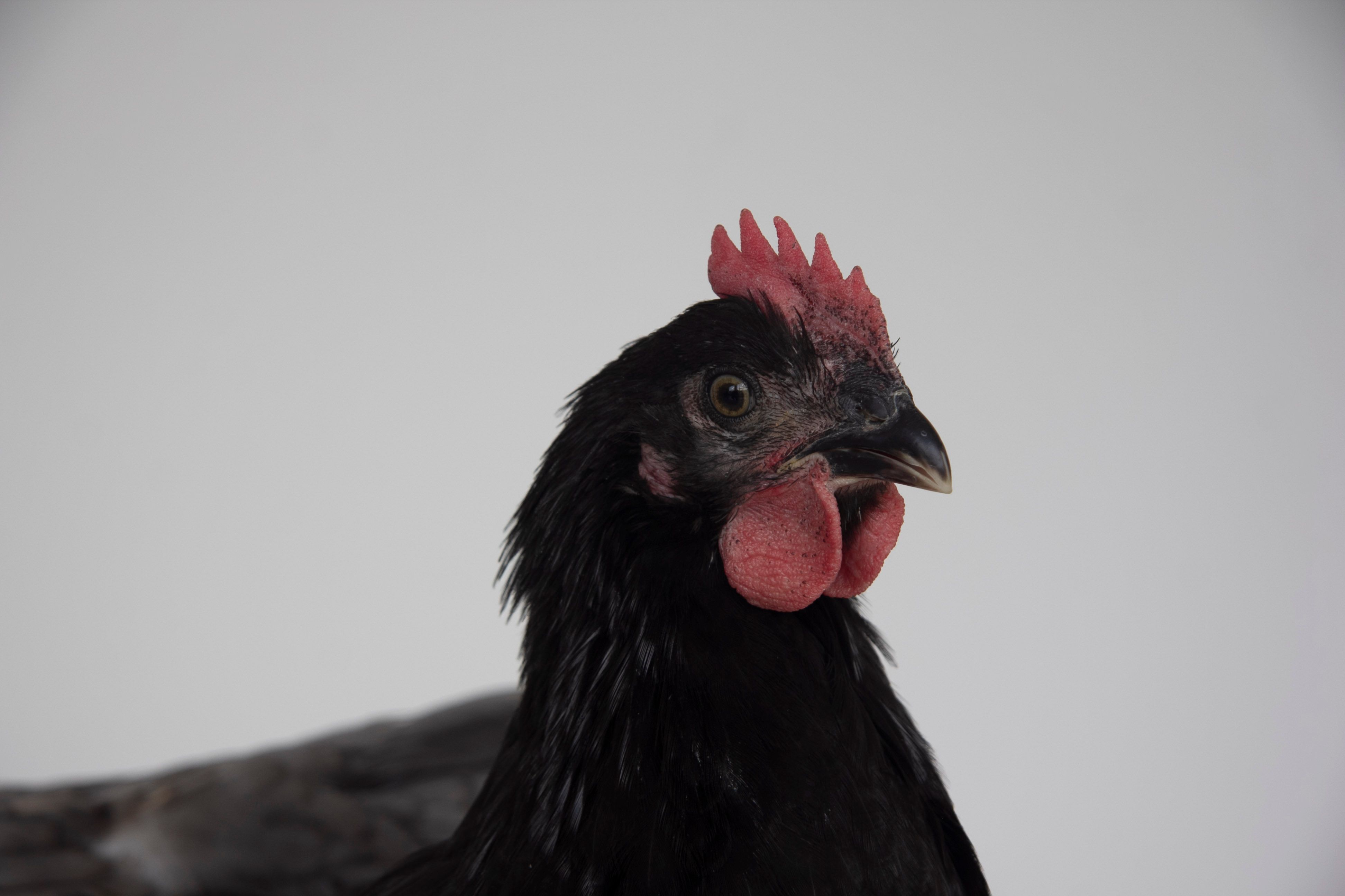 Close-Up Shot of a Black Chicken · Free Stock Photo