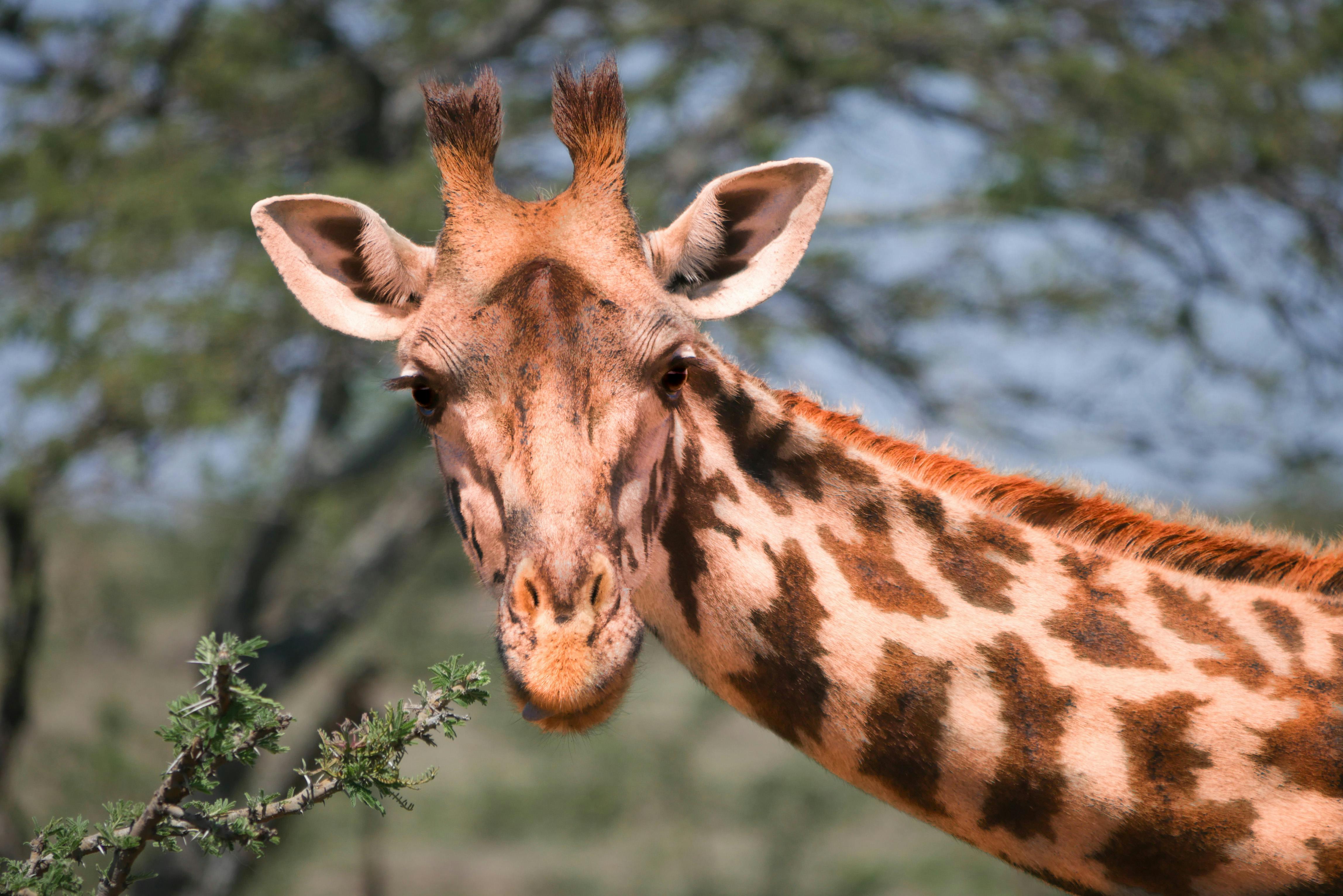 Brown Beige and White Giraffe Under White Clouds · Free Stock Photo