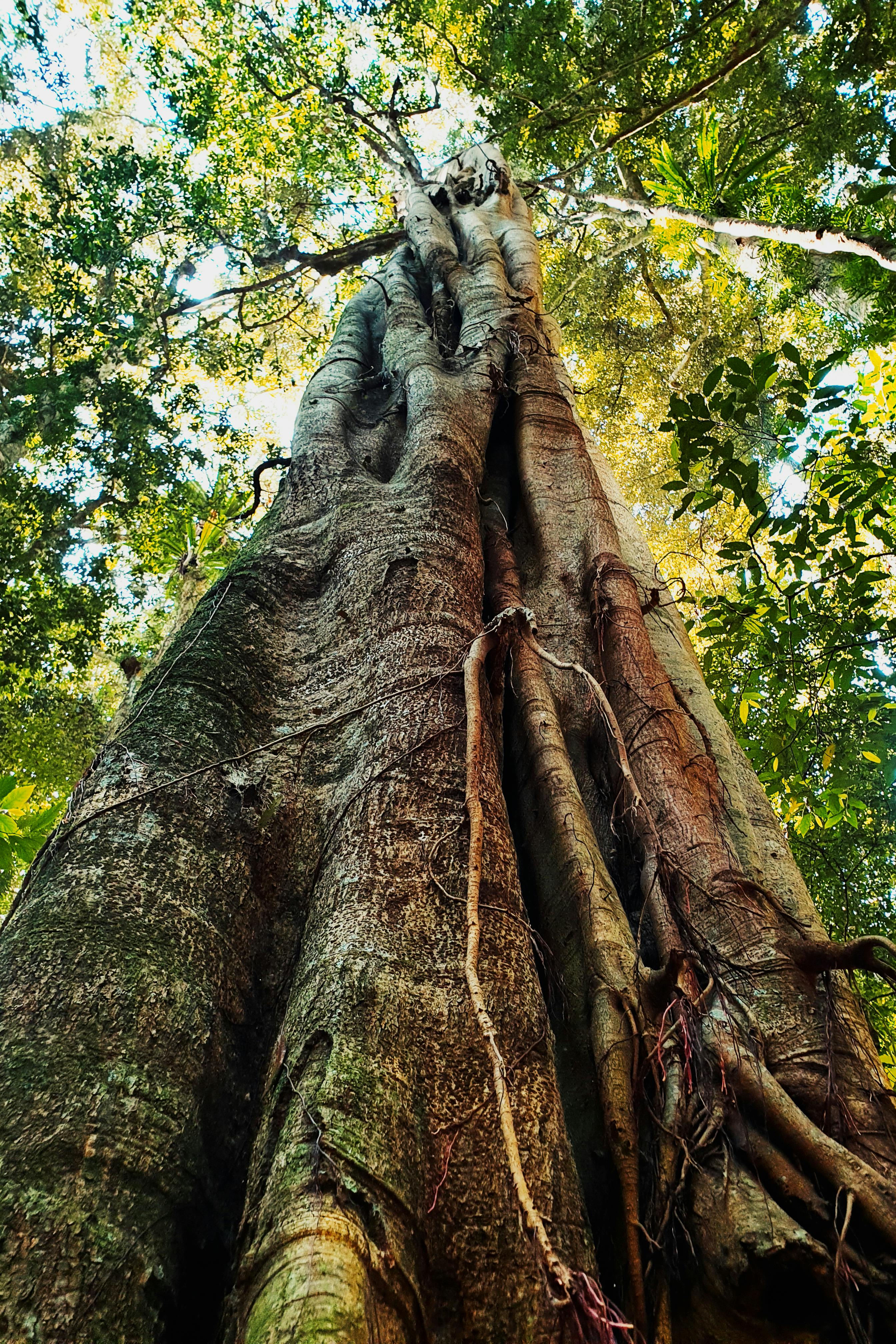 Low-Angle Shot of a Big Tree · Free Stock Photo
