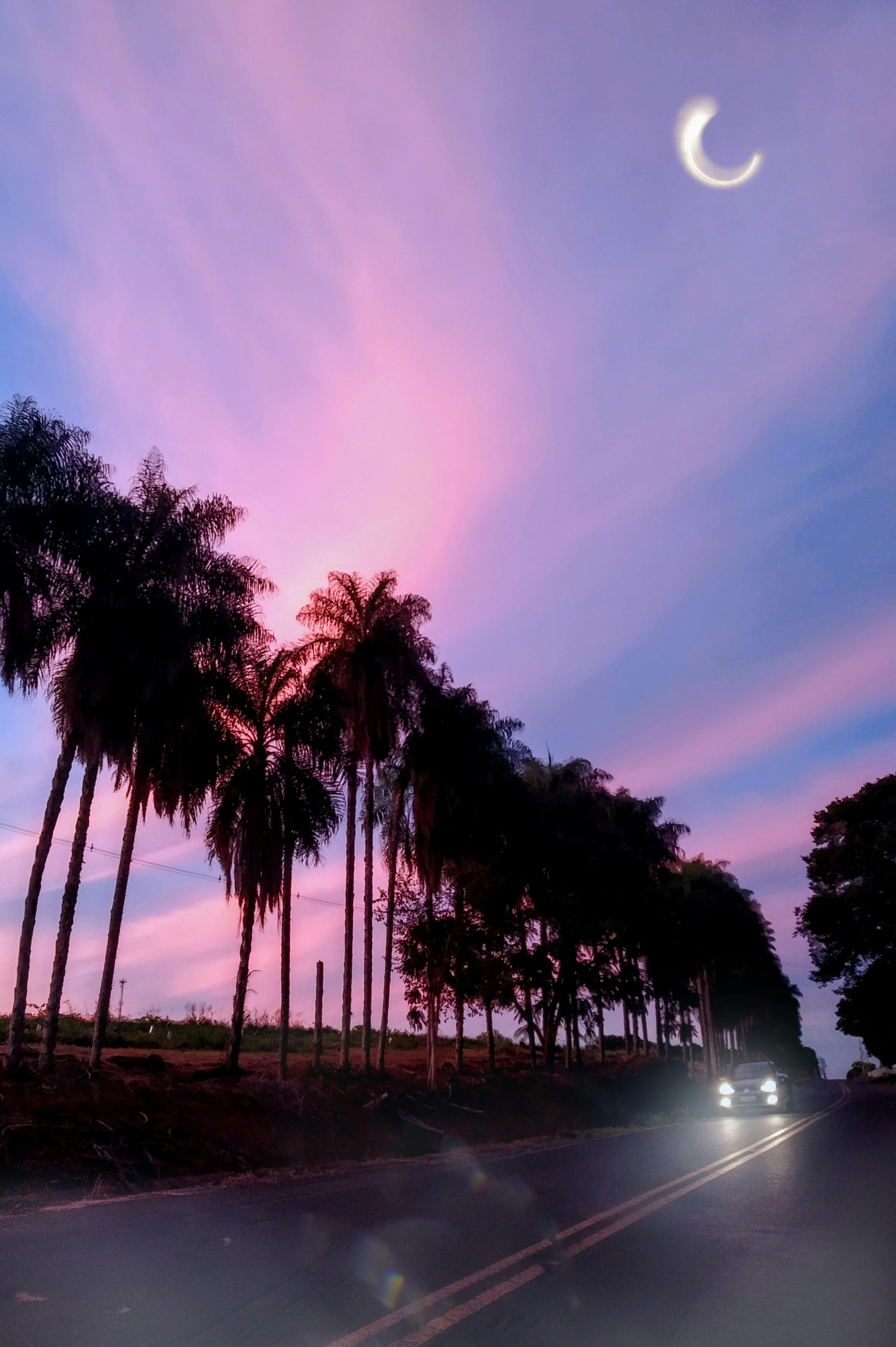 Rosa 6 Photos & Videos Collected by Matheus Bertelli