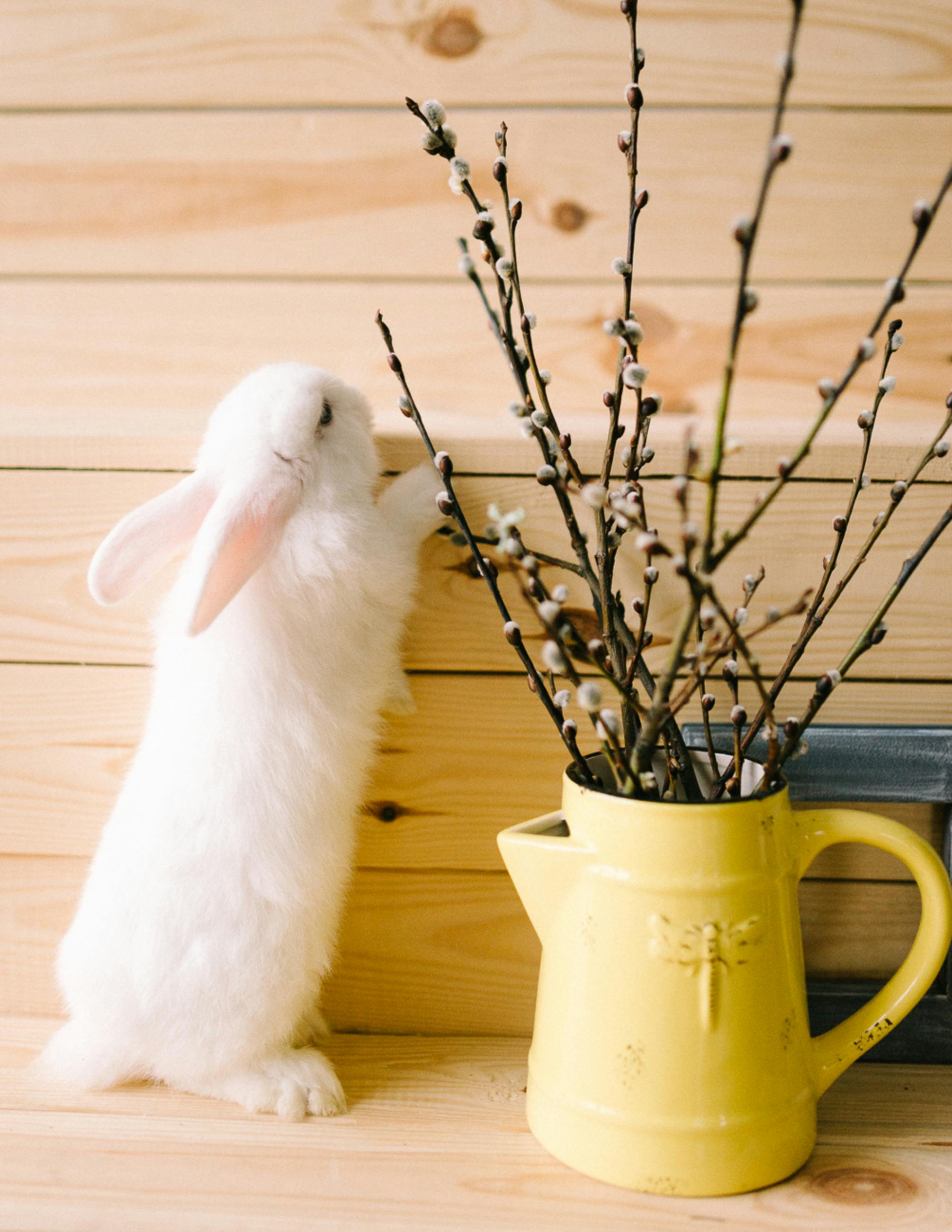 Freim Fur Pitchers Photos, Download The BEST Free Freim Fur Pitchers ...
