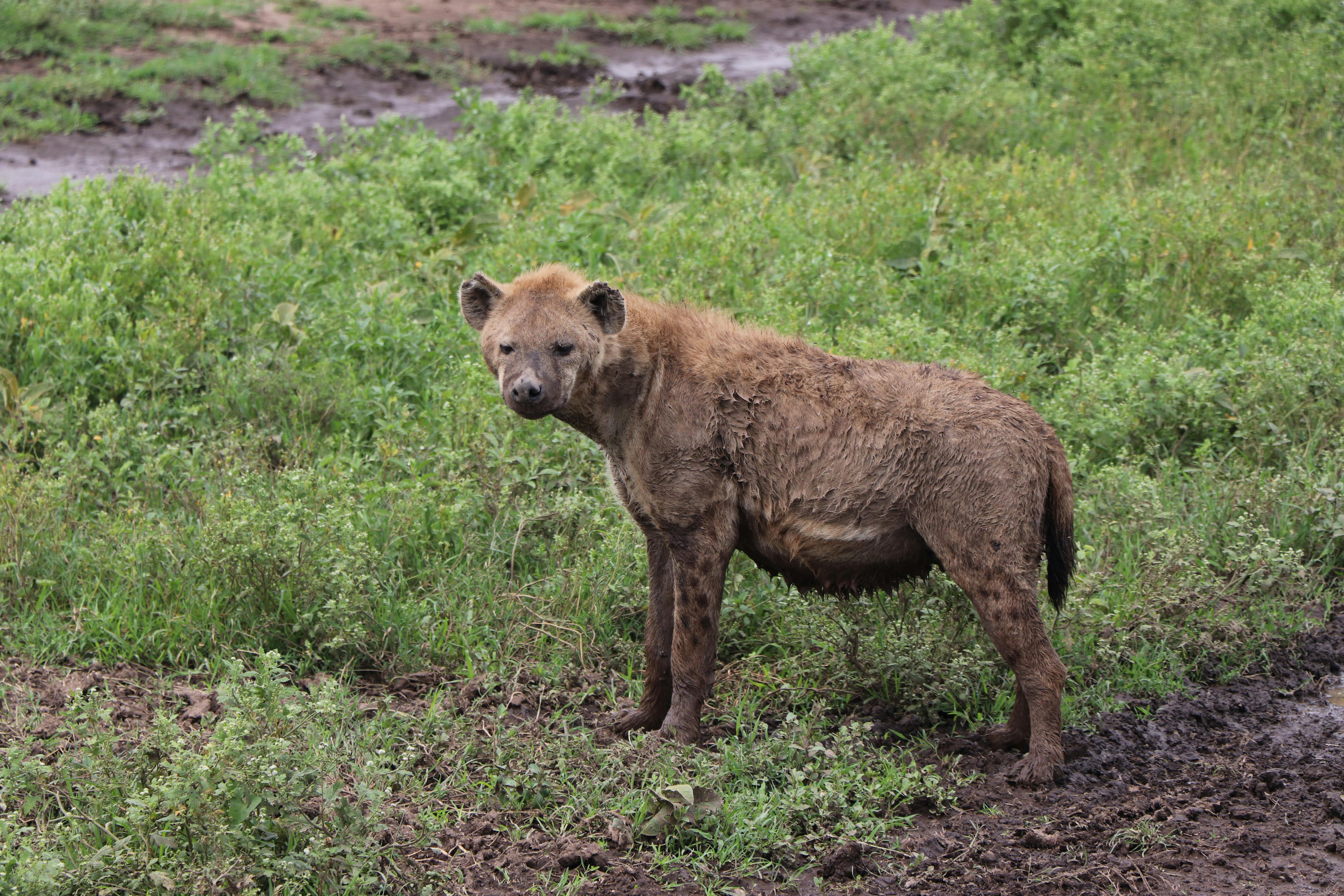 Photo of a Hyena · Free Stock Photo