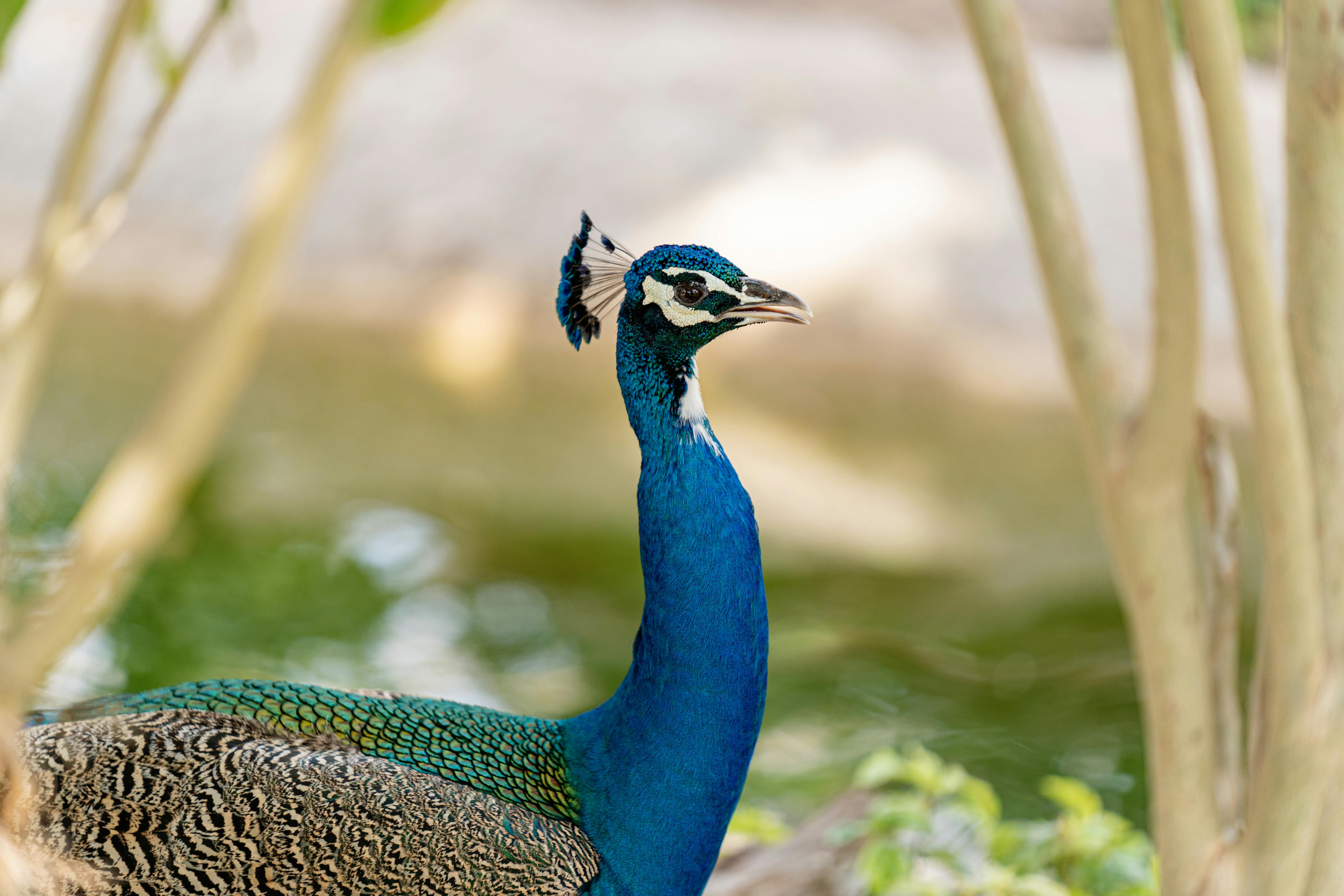 Blue Peafowl in Close-up Shot · Free Stock Photo
