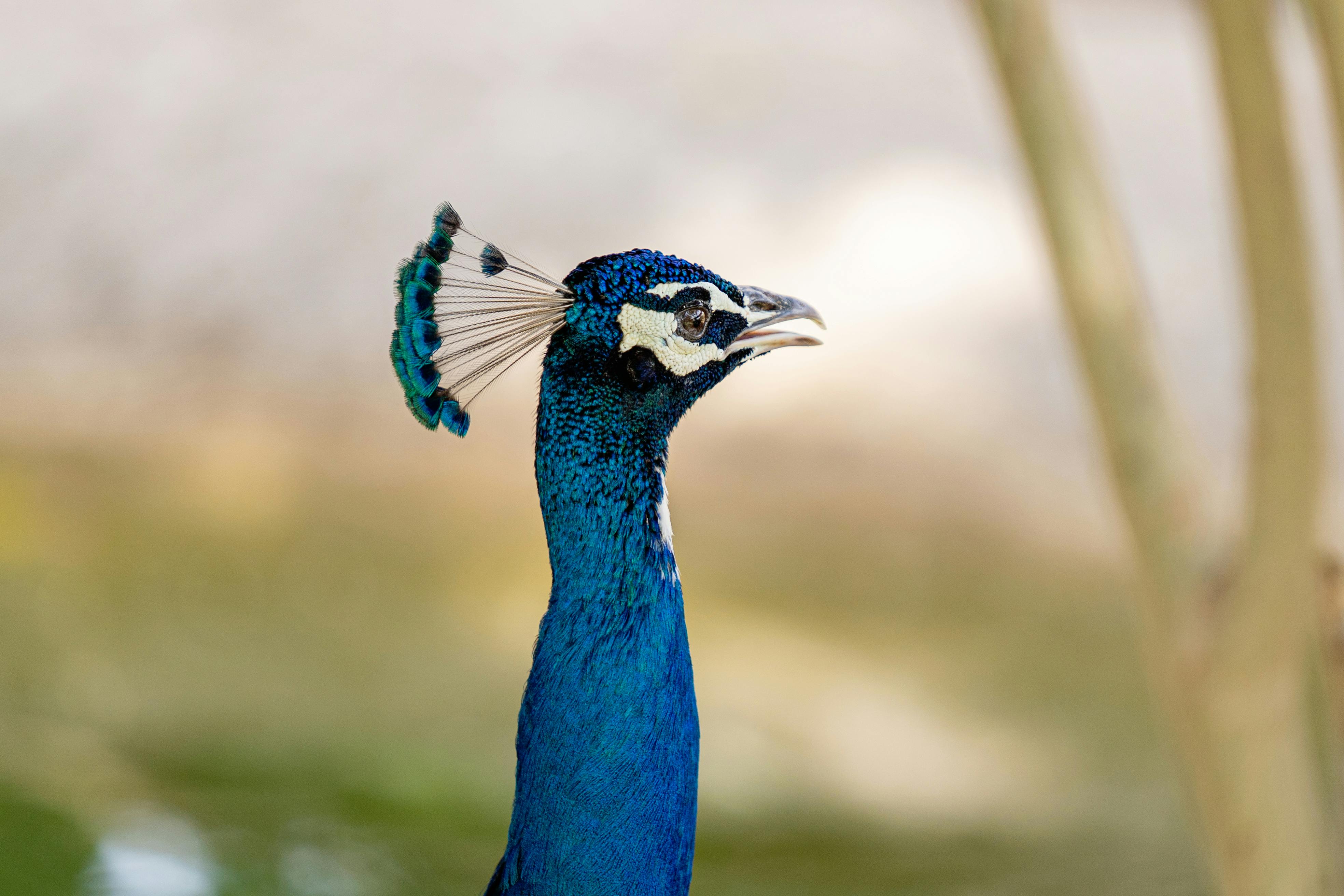 Blue Peafowl in Close Up Photography · Free Stock Photo