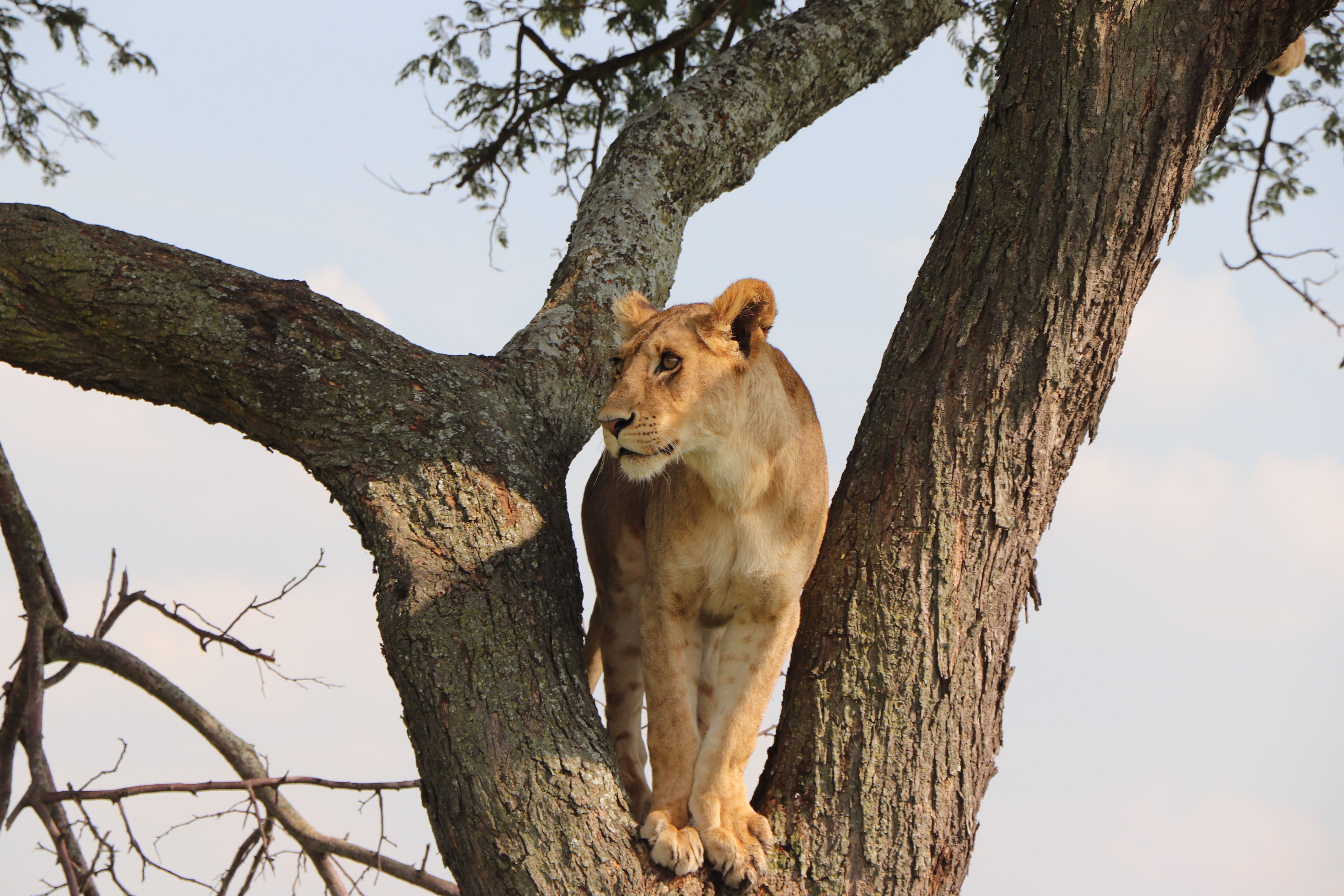 A Lioness and a Hyena Fighting · Free Stock Photo