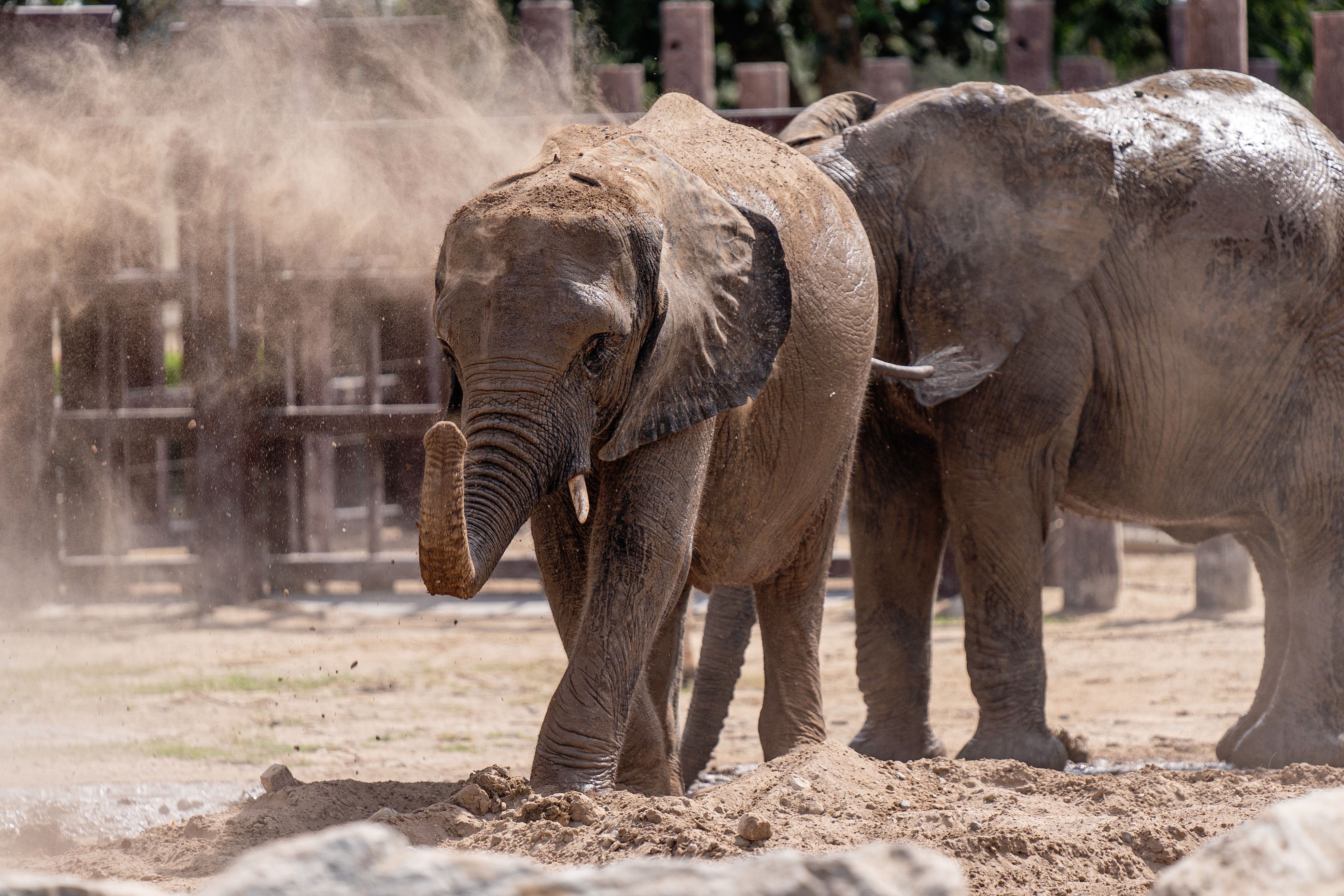 Photo Of Elephants On Grass · Free Stock Photo