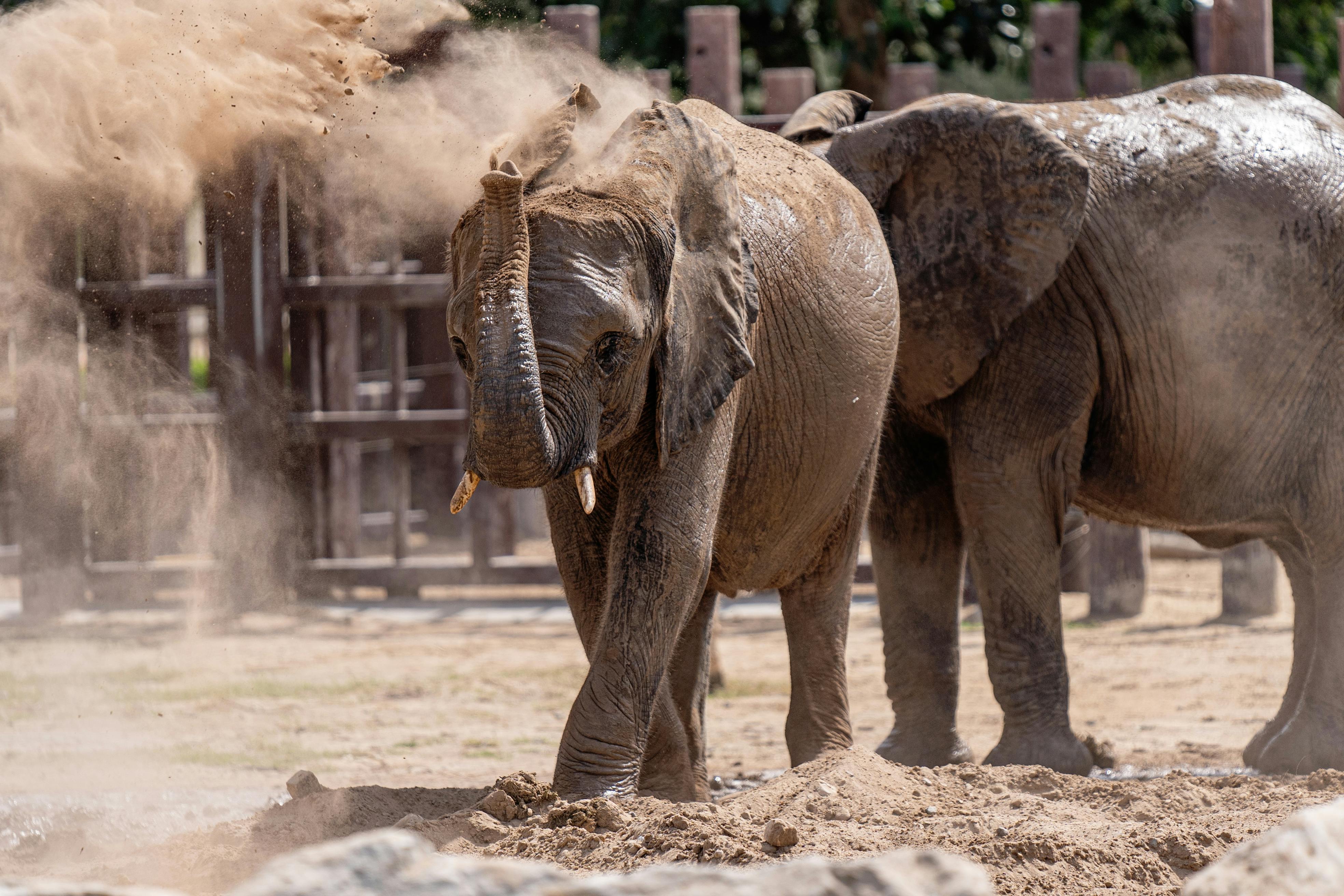 Elephants in the Zoo · Free Stock Photo