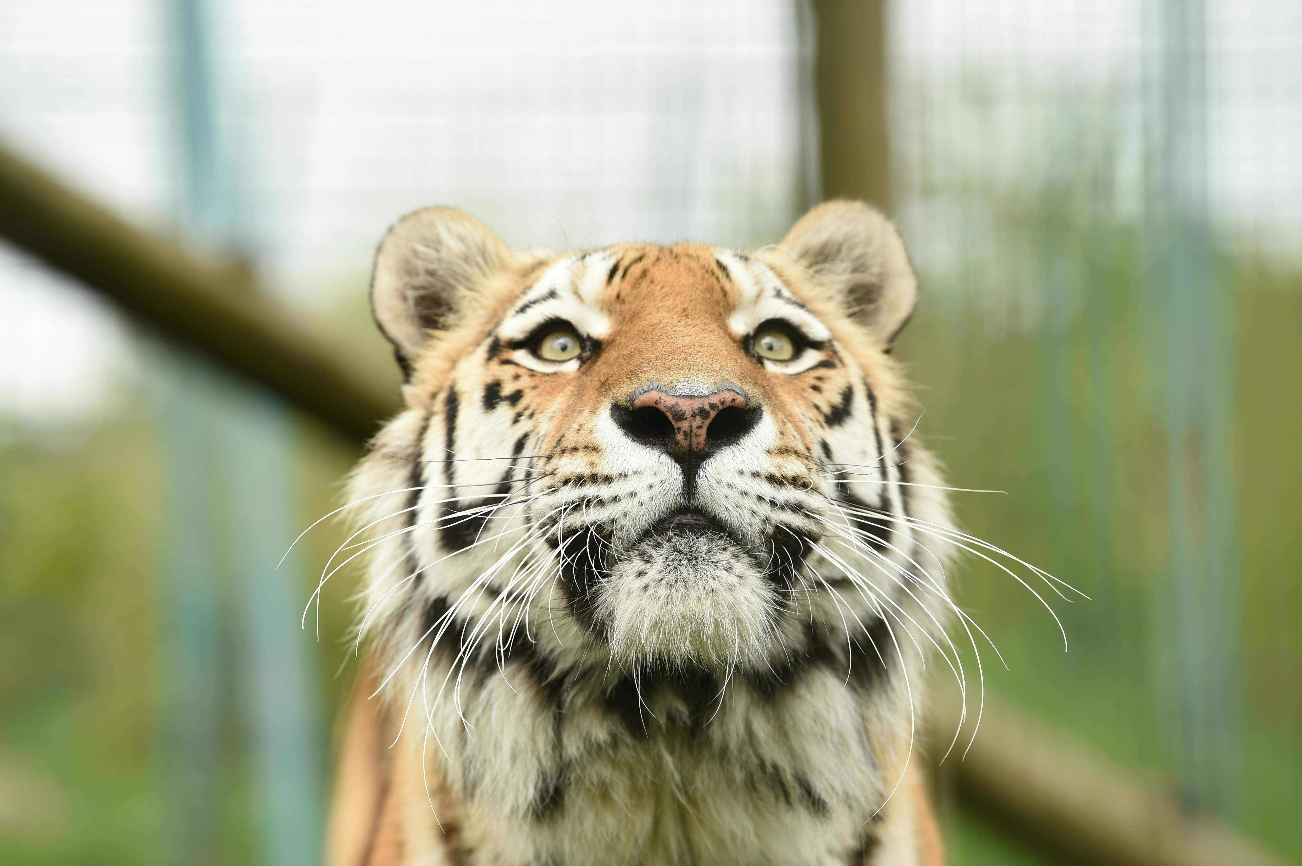 A Tiger in a Zoo · Free Stock Photo