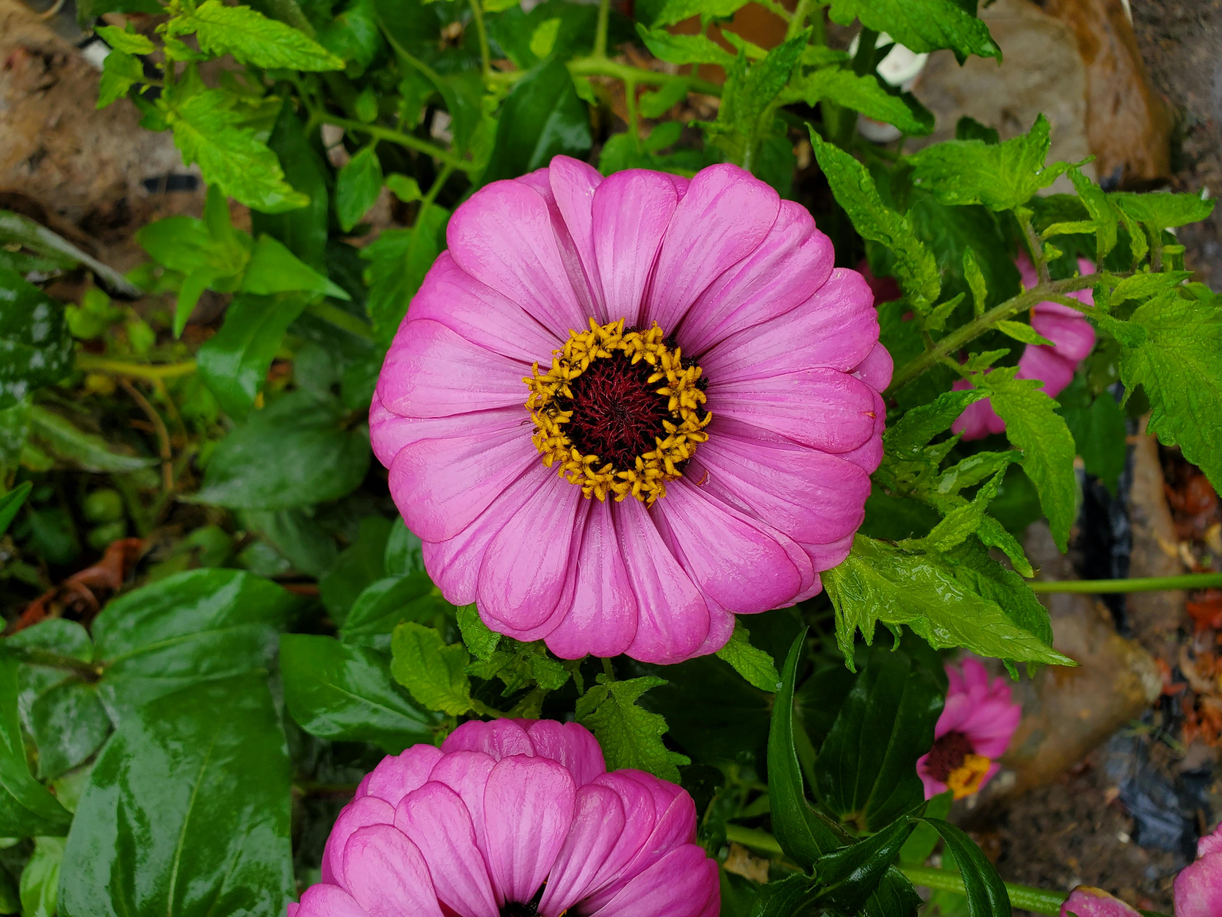 Royal Jones - 사진