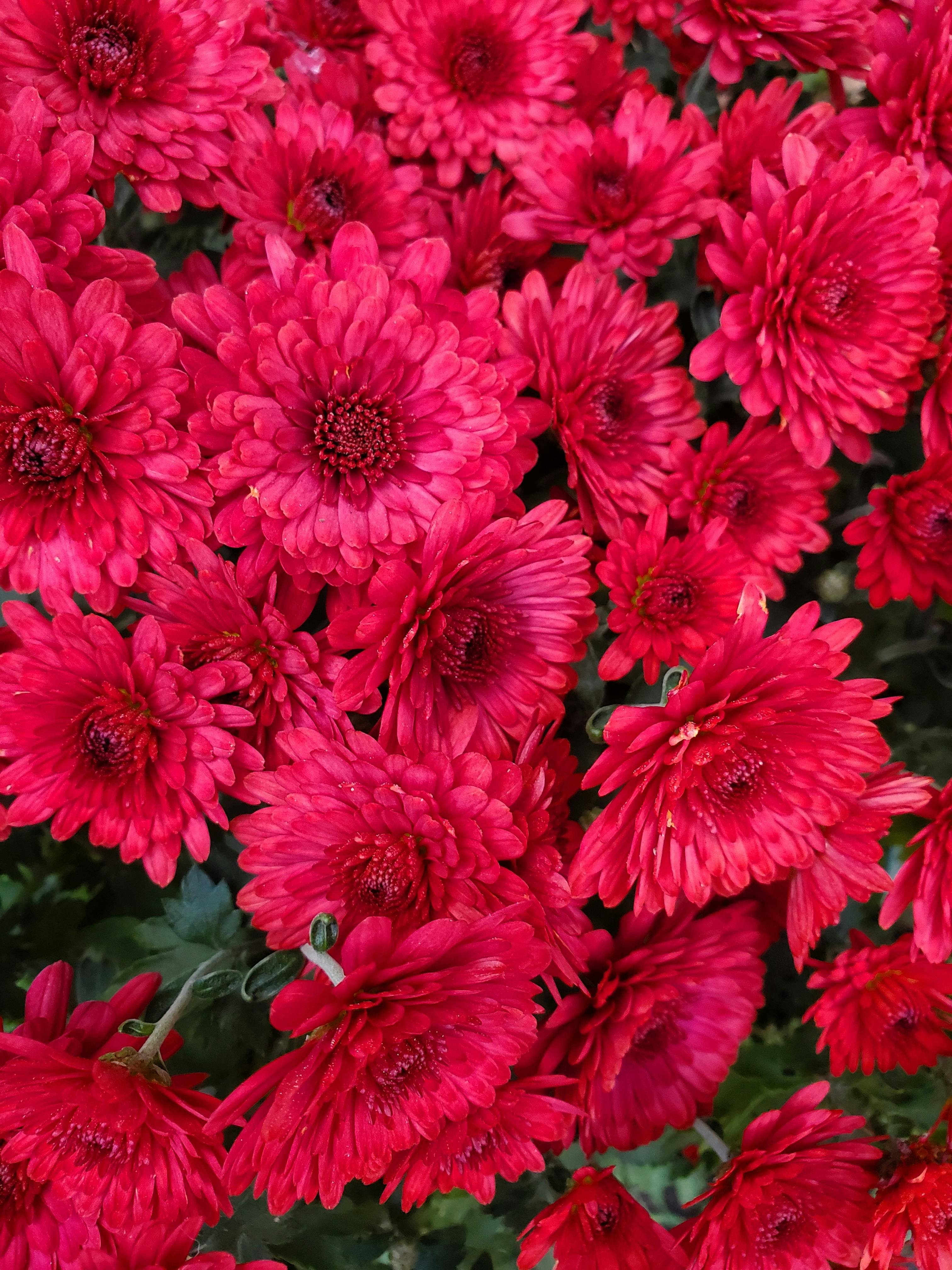 Royal Jones - Fotografi