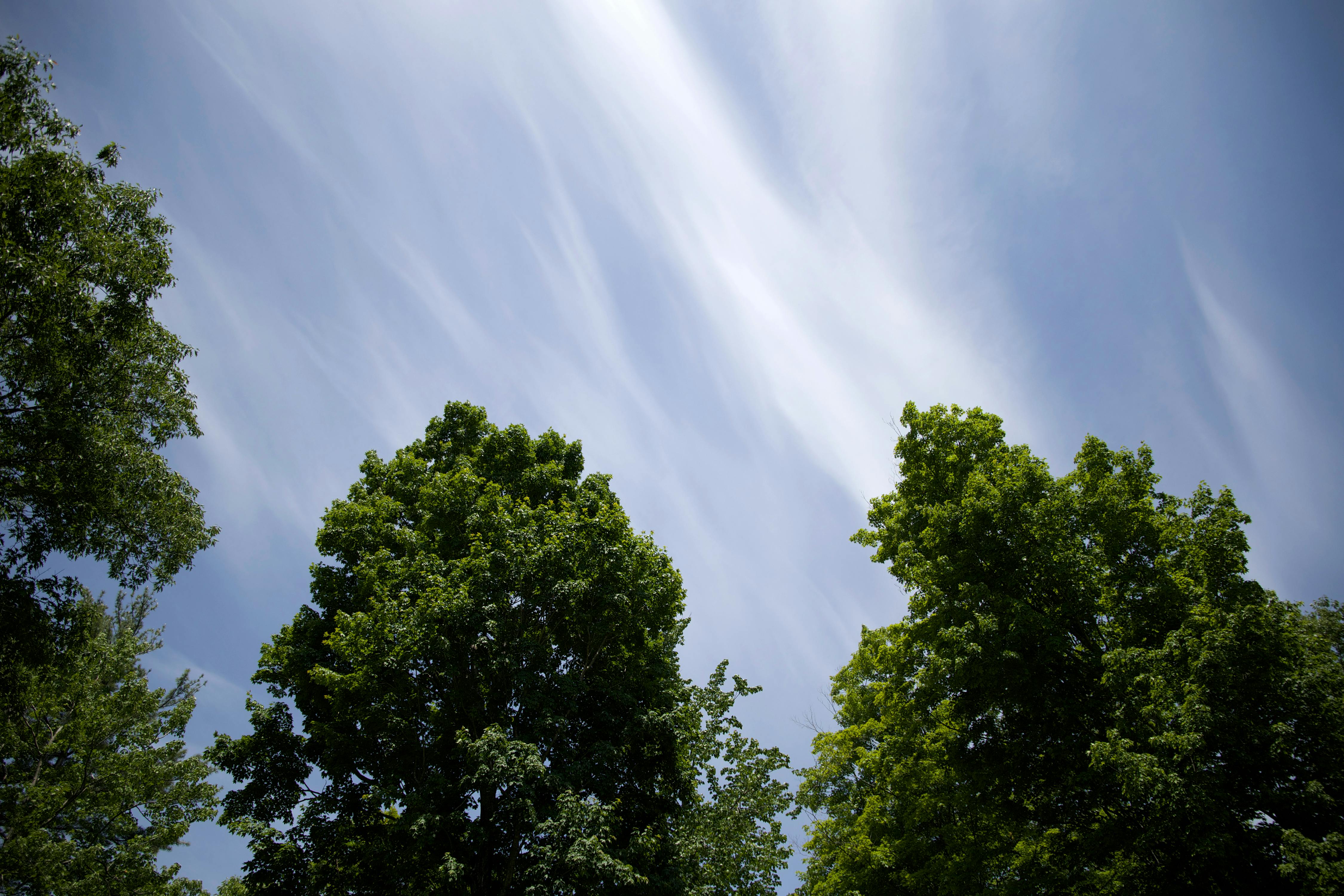 Green Tree and Blue Sky · Free Stock Photo