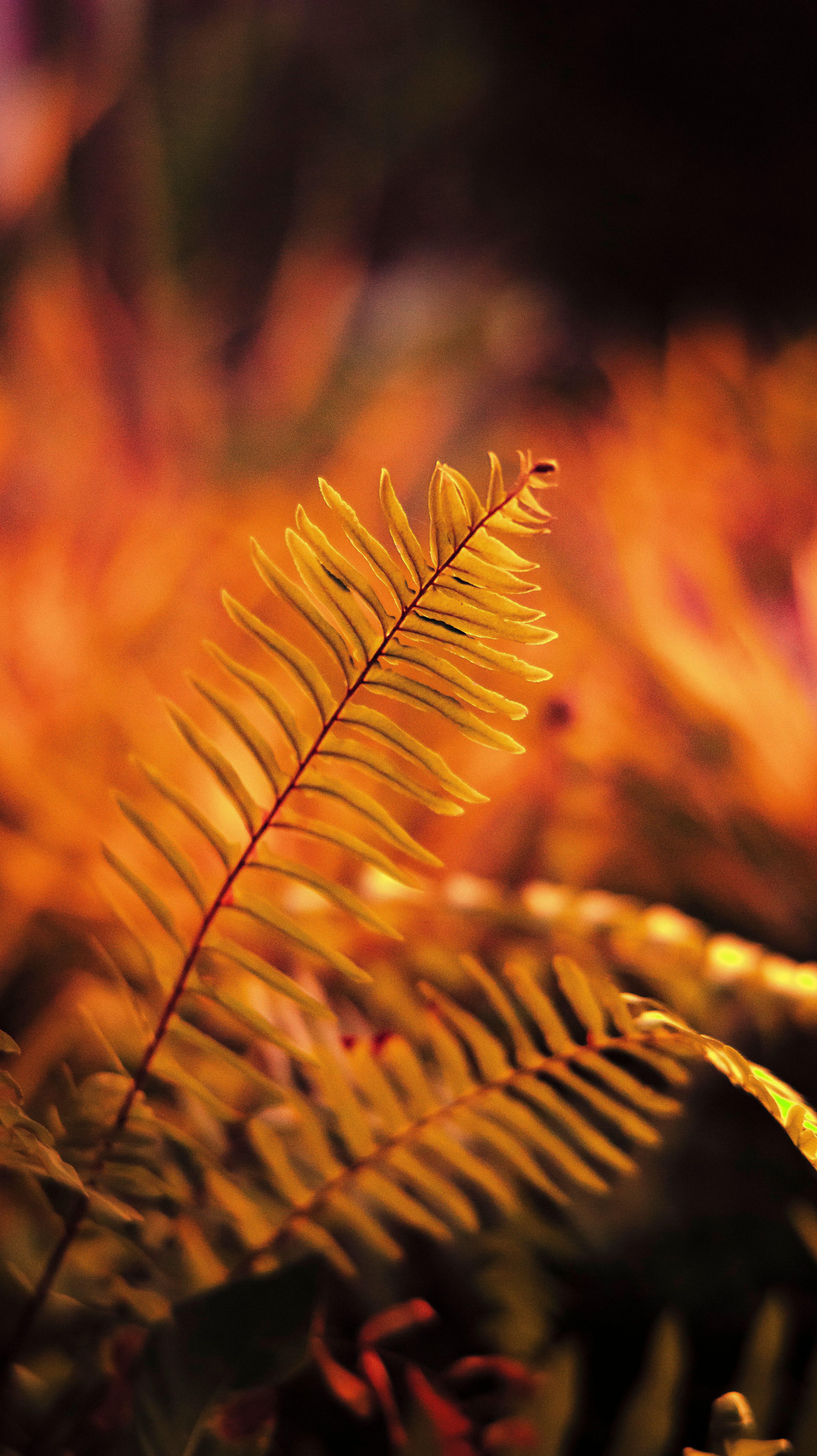 Nephrolepis growing in nature and illuminated by sunlight · Free Stock ...