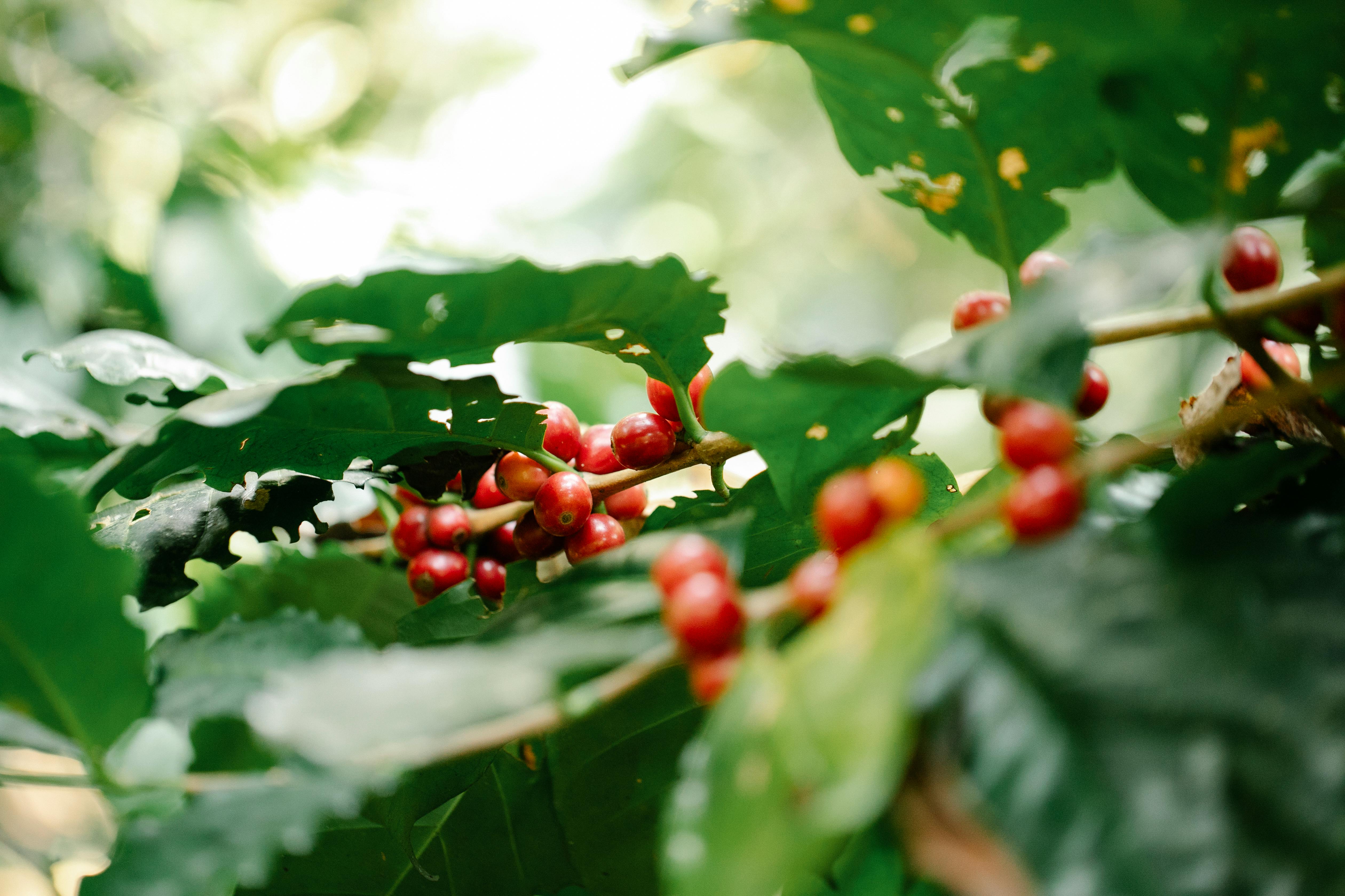 Coffee berries on green shrub in countryside · Free Stock Photo