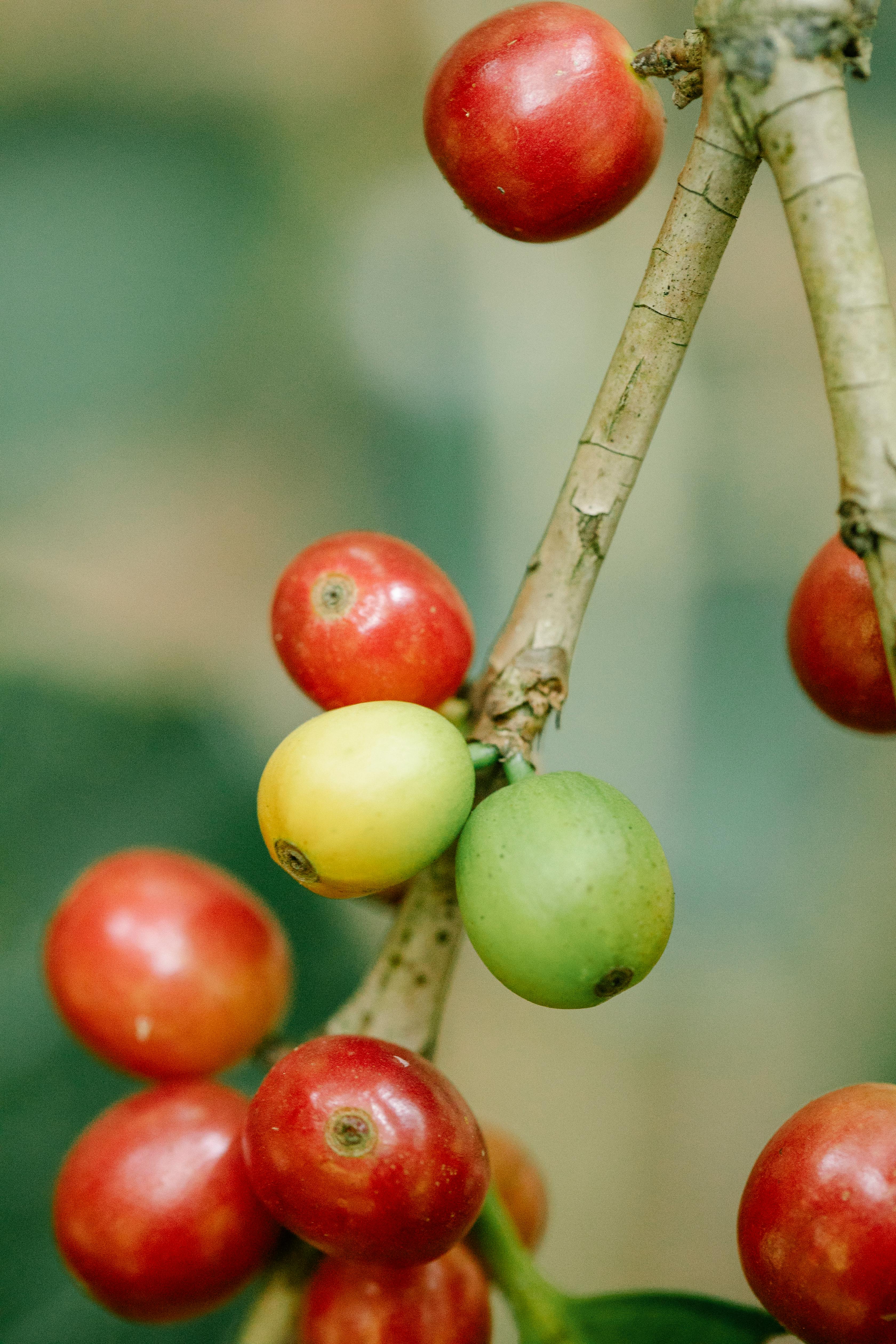 Coffee fruits on plant stem in countryside · Free Stock Photo
