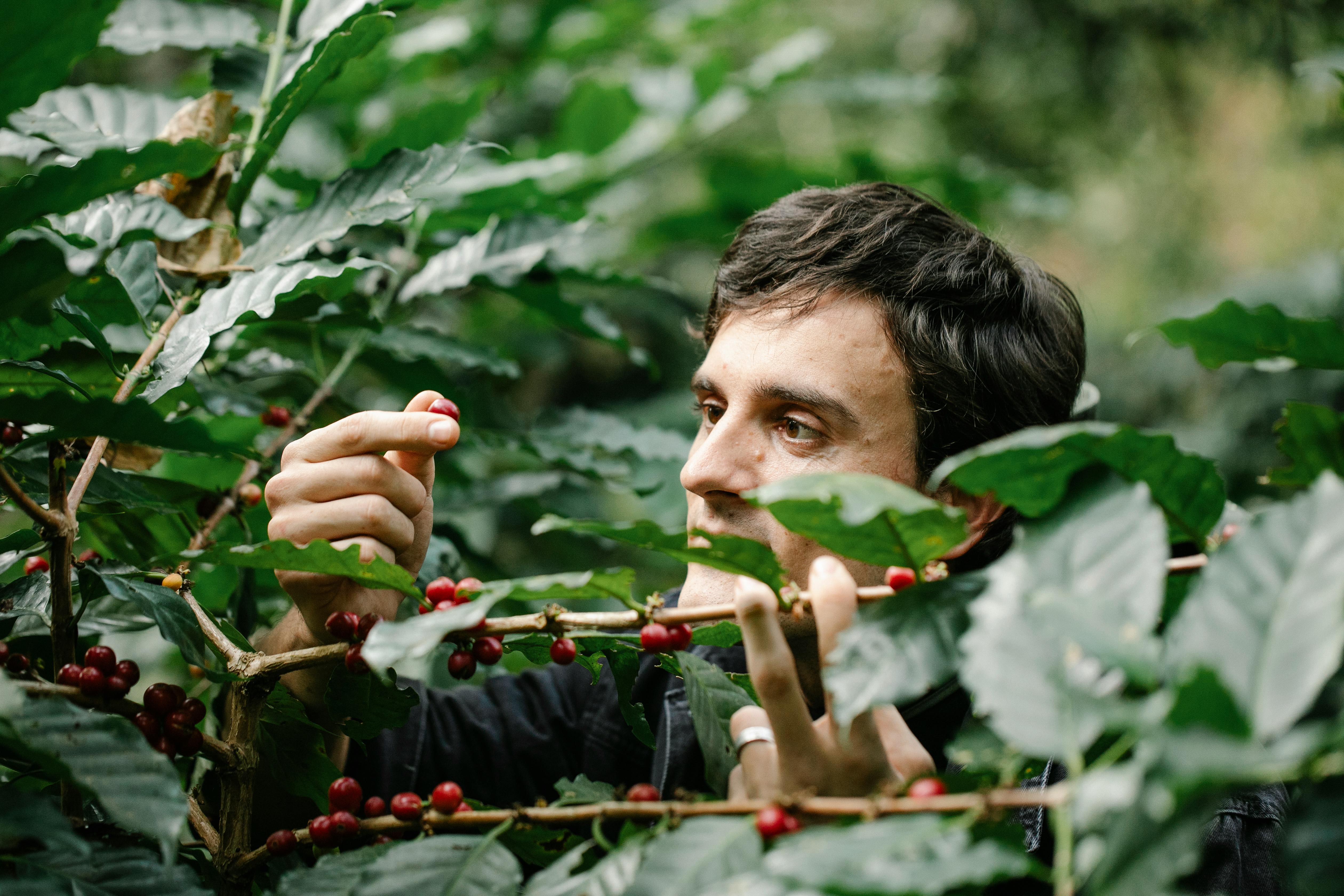 Focused male harvester working in green plantation · Free Stock Photo