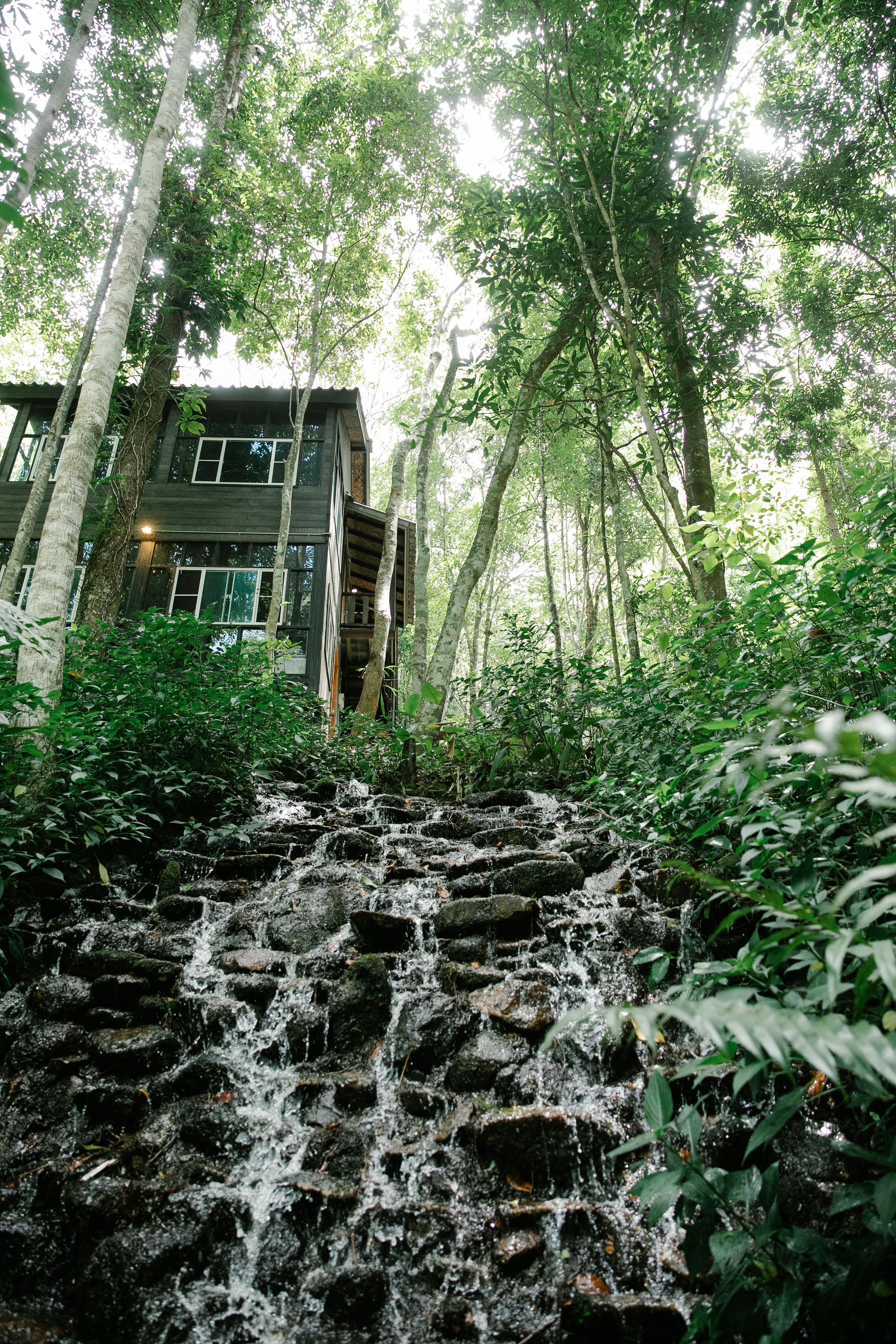 Old House In Jungle Side View Photos, Download The BEST Free Old House ...