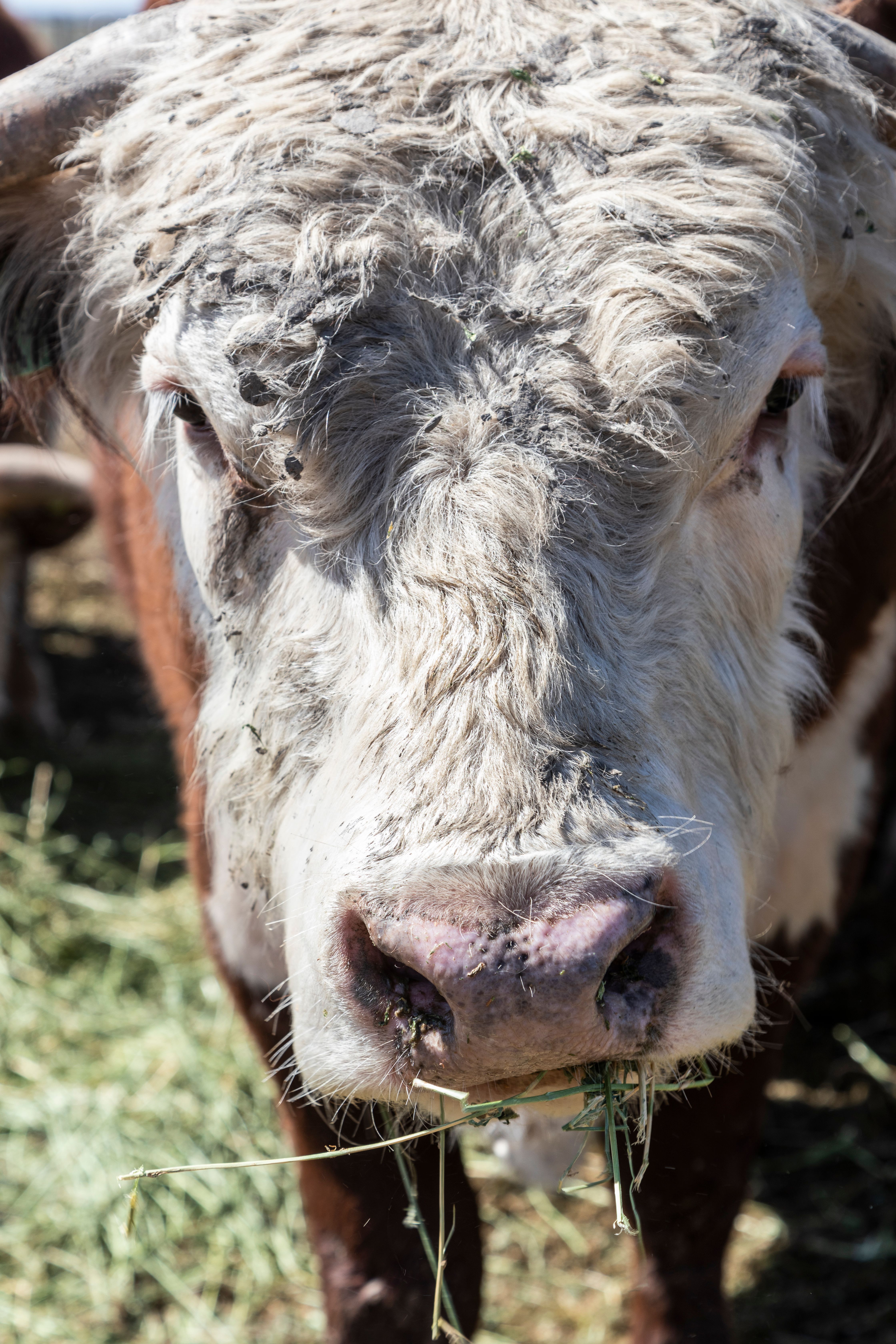 Close-up Shot of a Cow's Head · Free Stock Photo