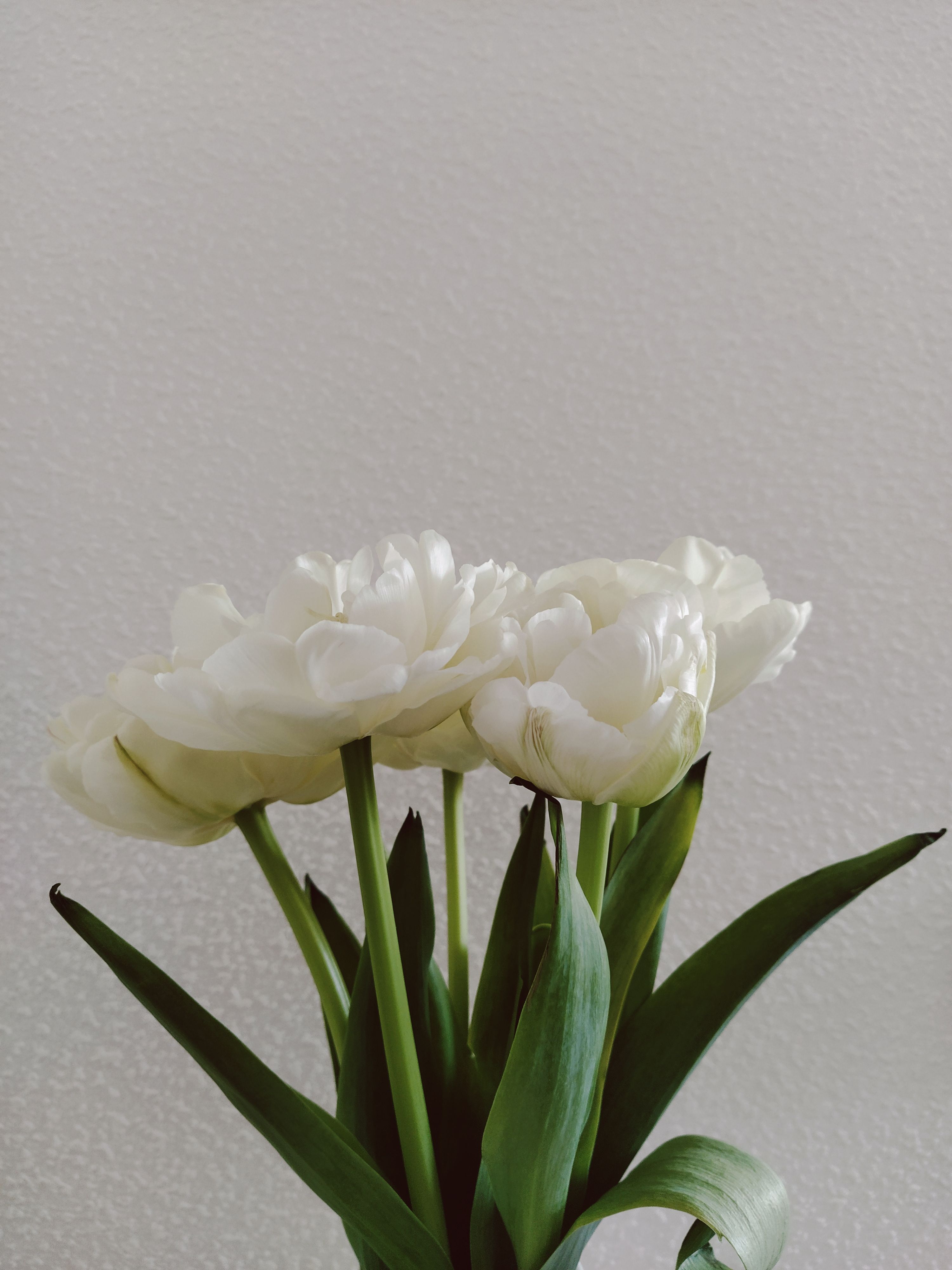 White Flowers in Close Up Shot · Free Stock Photo