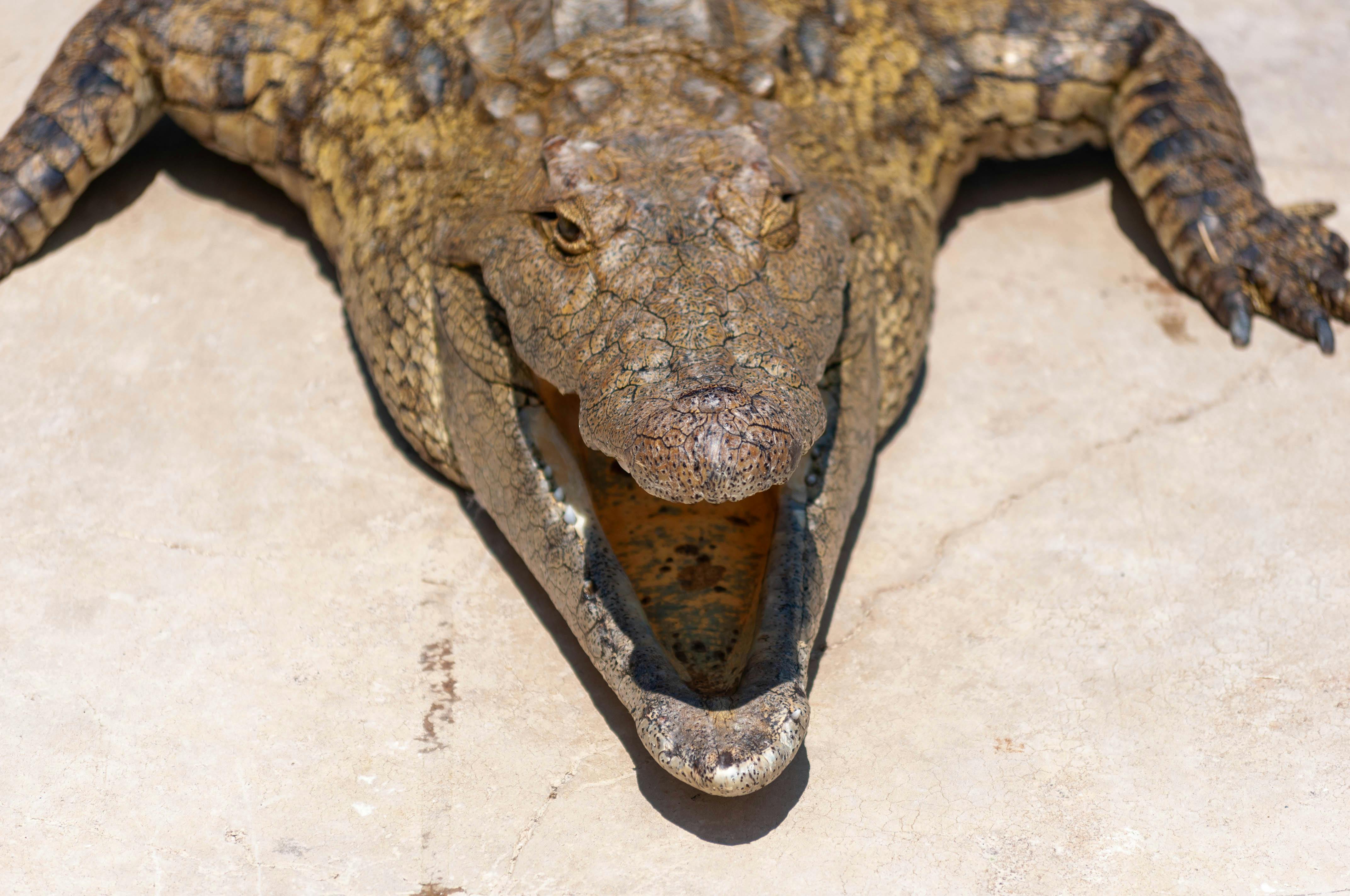 Crocodile Scary Photos, Download The BEST Free Crocodile Scary Stock ...